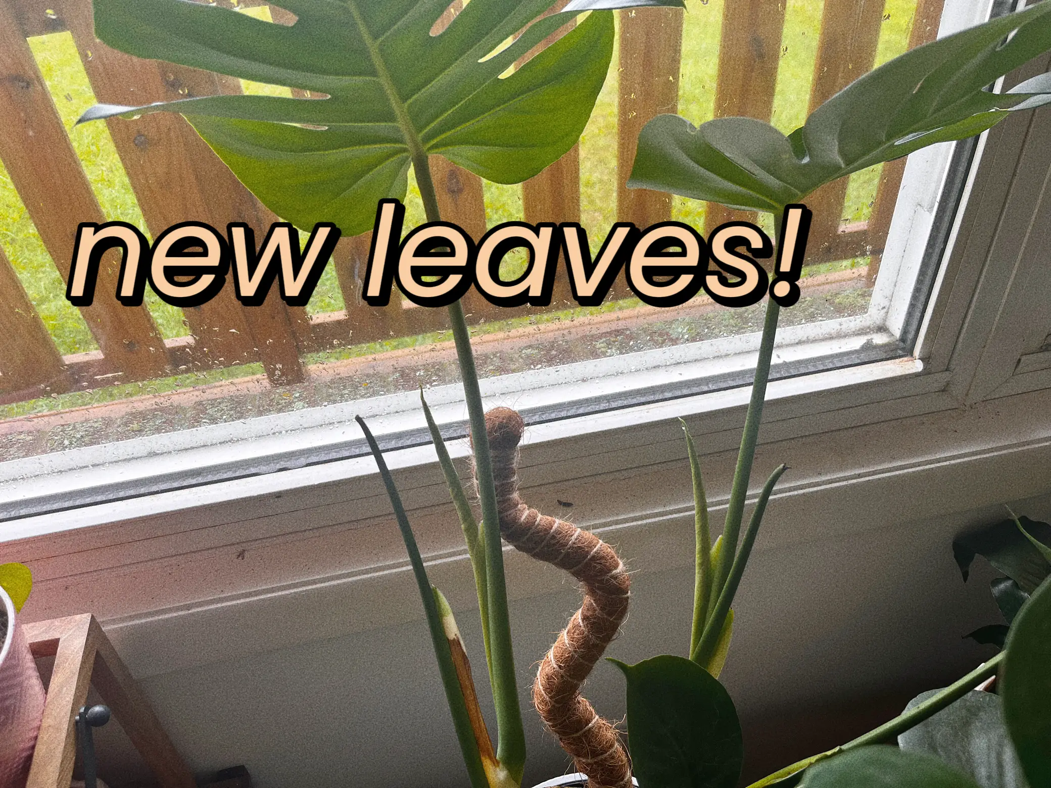 new leaves! | Gallery posted by Ariel Rodgers | Lemon8