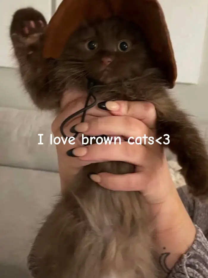I love brown cats