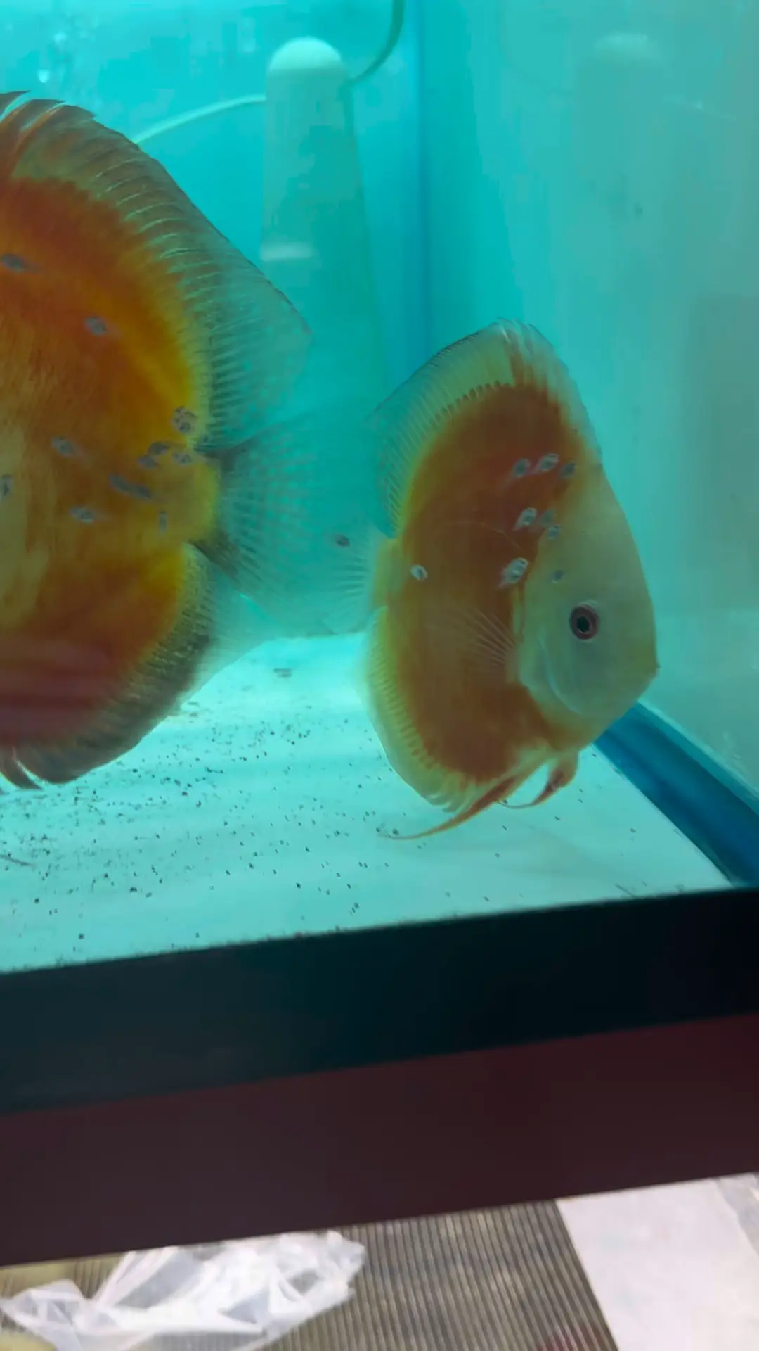 Baby discus are starting to get big and developing | Video published by ...