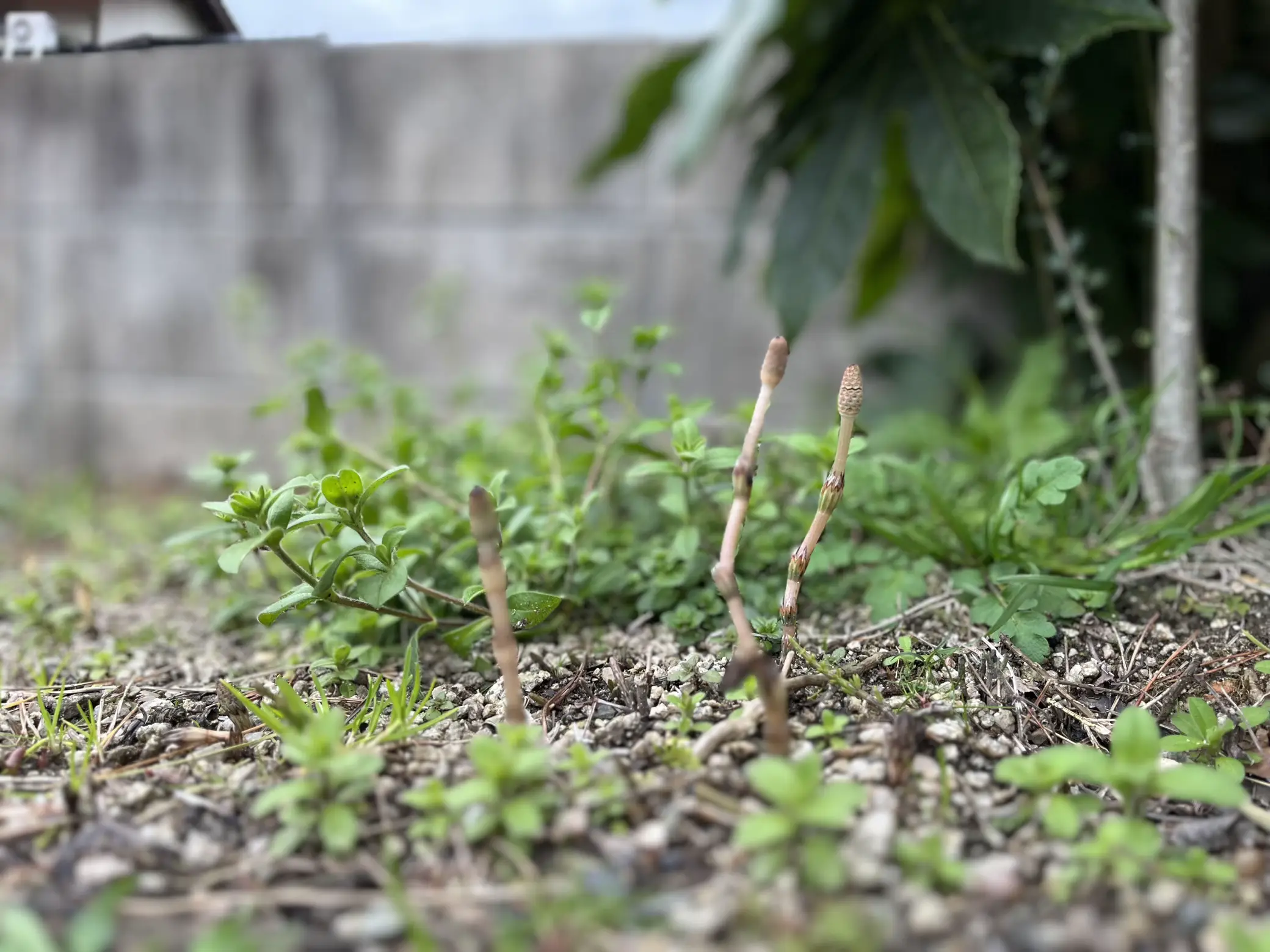 春が来た | Junが投稿したフォトブック | Lemon8