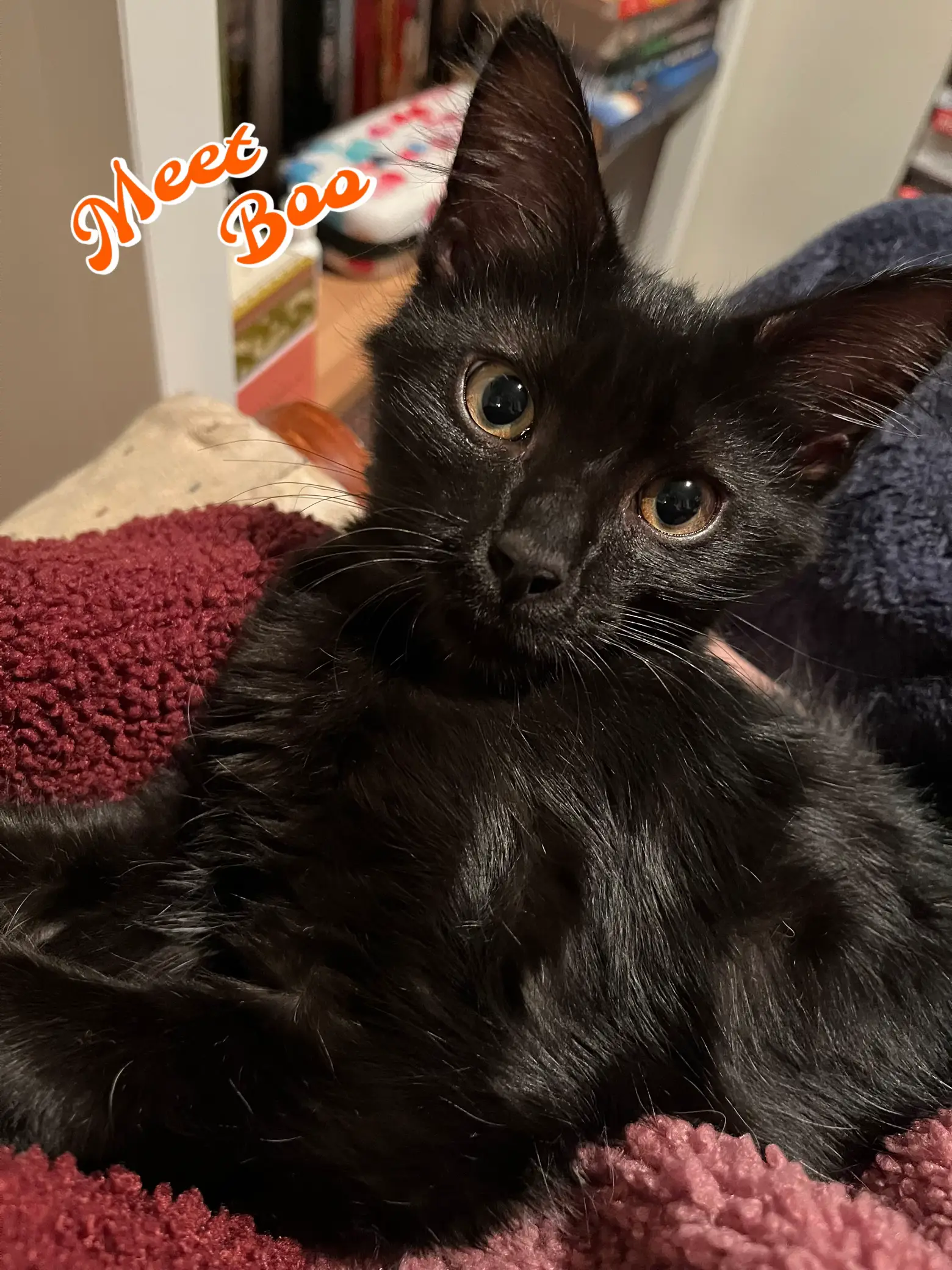 Boo | Gallery posted by Isobel | Lemon8