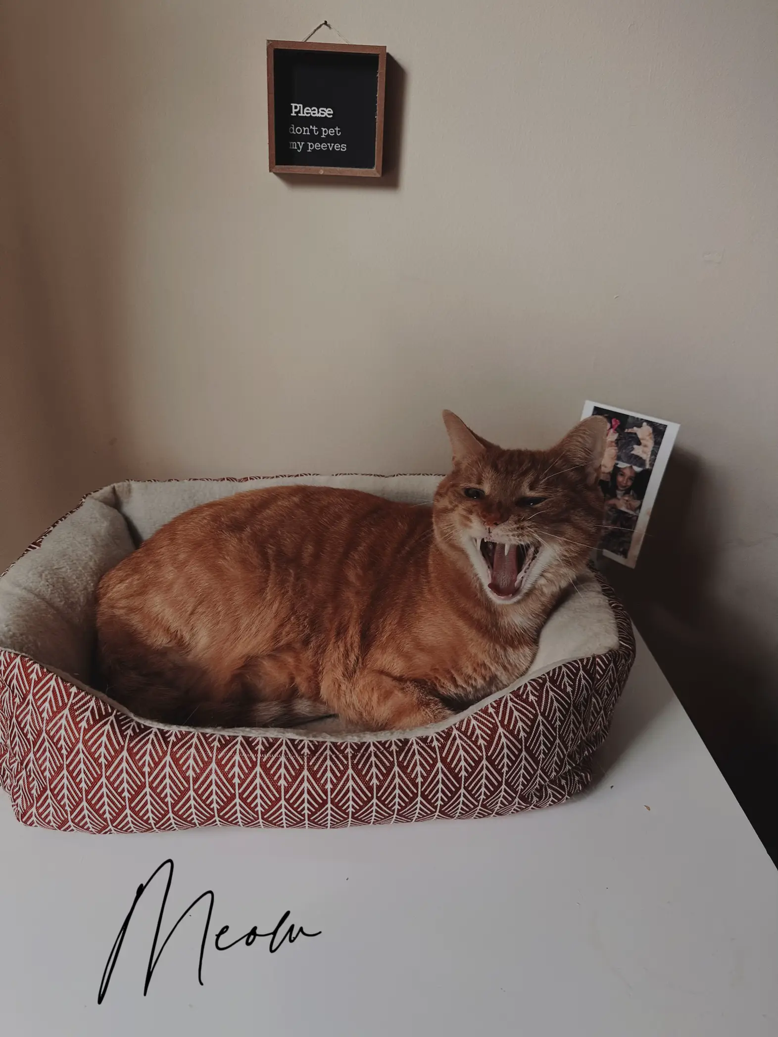 Meow 🐾 | Gallery posted by Sandra D. Rule | Lemon8