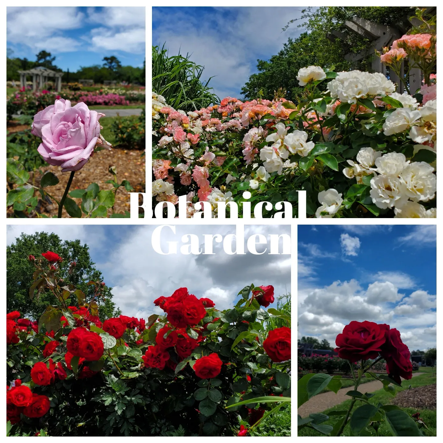 Botanical Garden on May | Gallery posted by yun | Lemon8