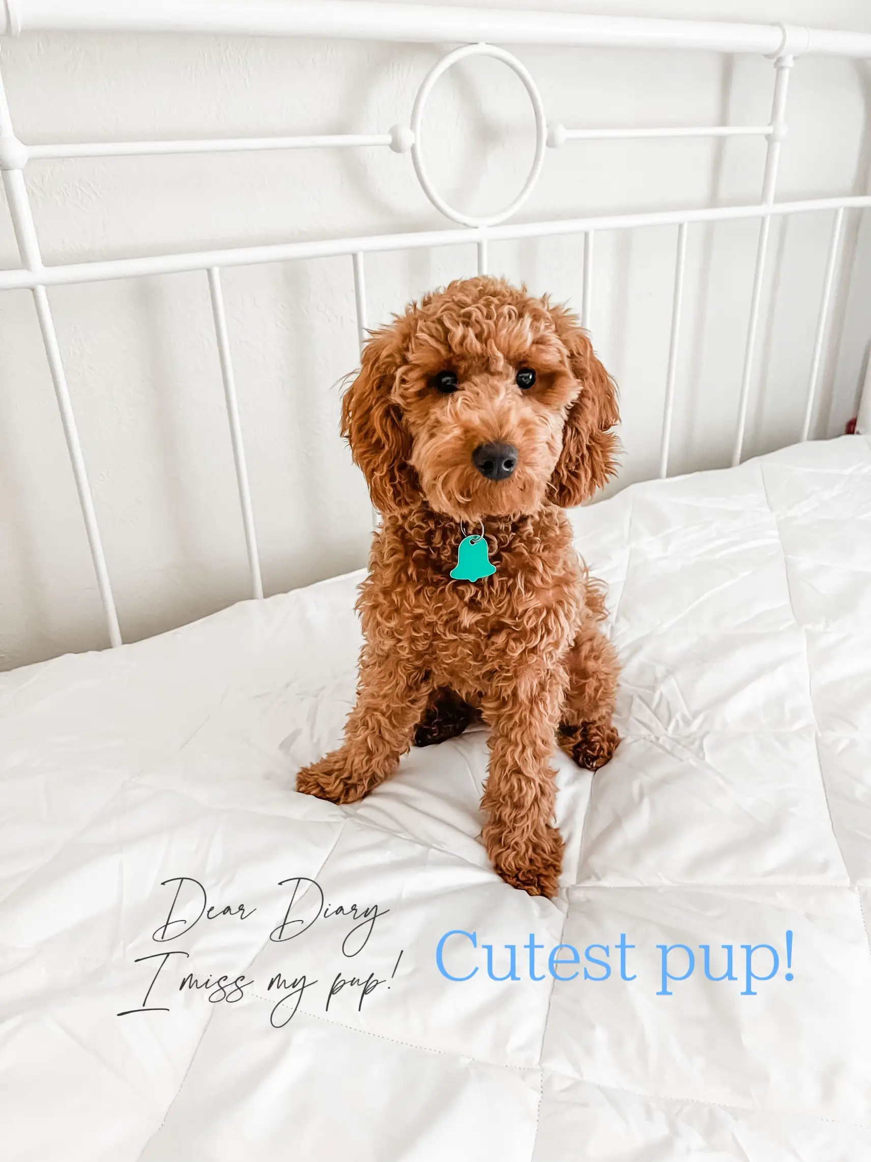 🍋8 Dear Diary | Gallery posted by TheRefiningHome | Lemon8