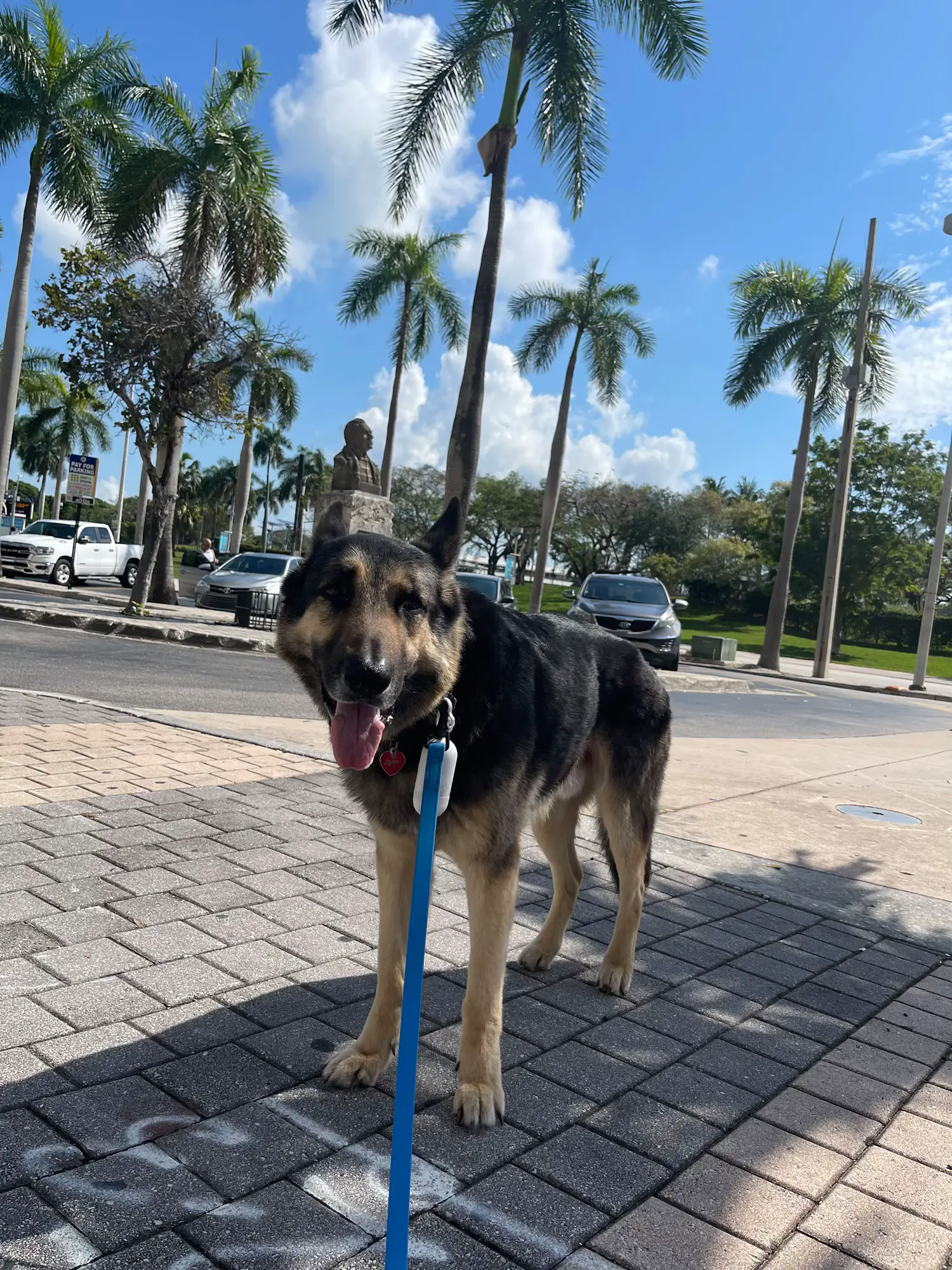 Meet Luther! 🫶🦮 | แกลเลอรีที่โพสต์โดย Em Barnard, MD | Lemon8