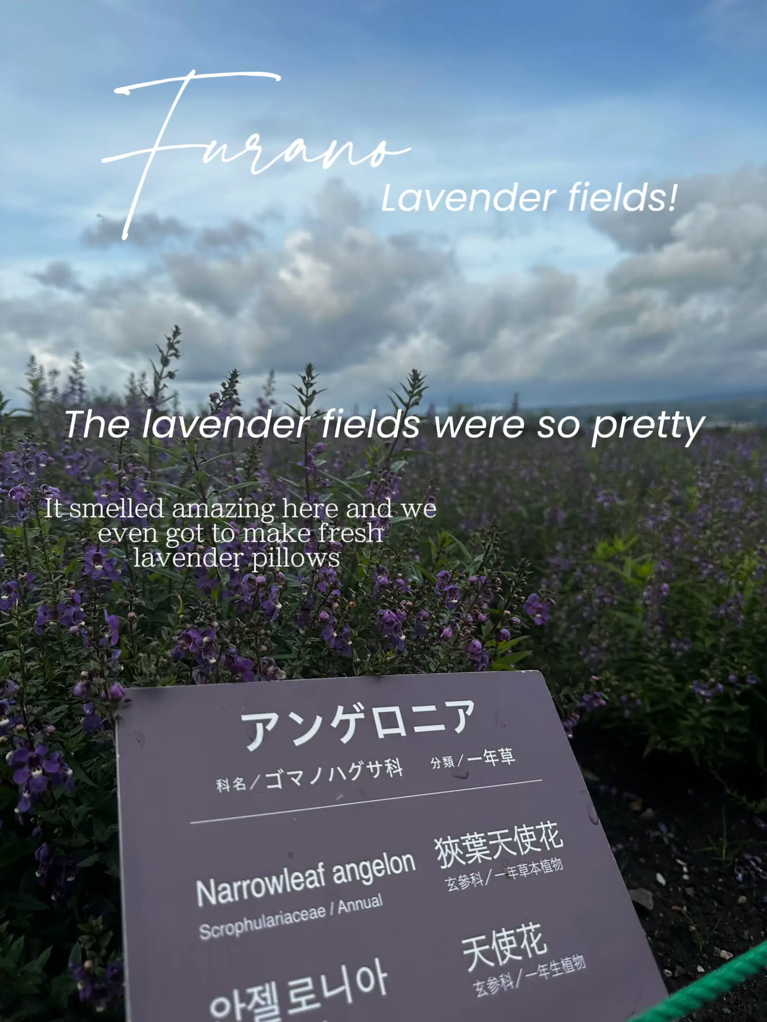 Japan Honeymoon (part 4) | Gallery posted by Alex Probst | Lemon8