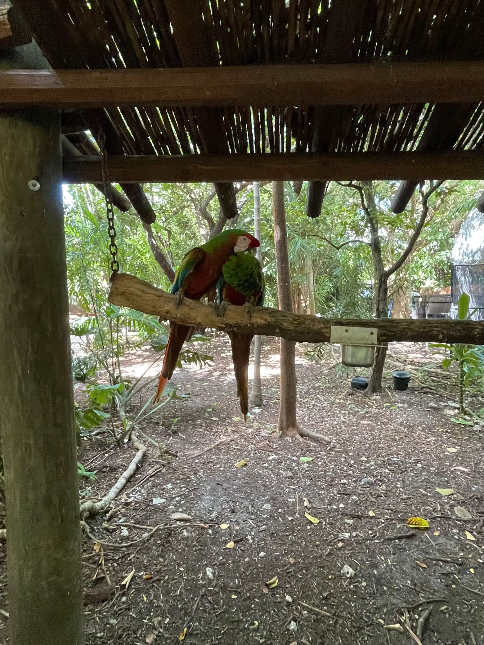 Jungle island 🐢 | Gallery posted by Yume | Lemon8