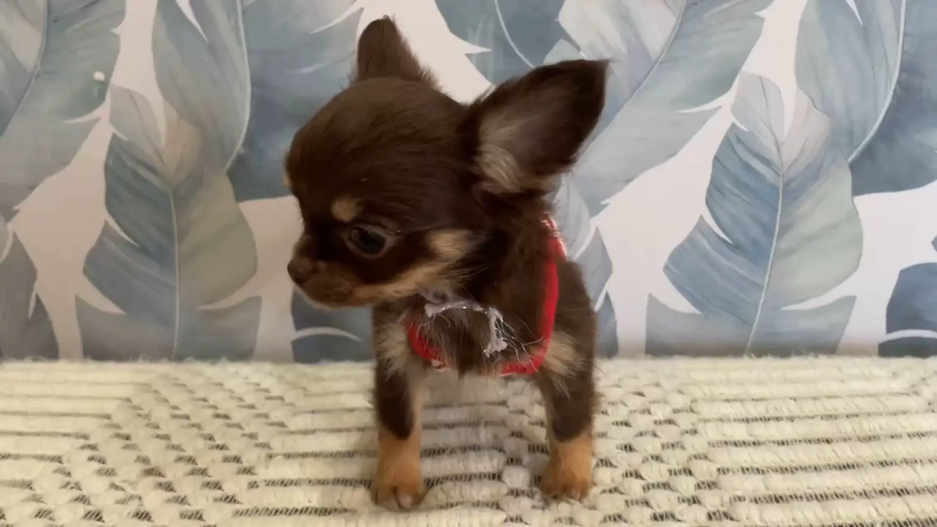 ご家族様募集中♡チョコタンの女の子💗 | Pets Lifeの投稿動画 | Lemon8