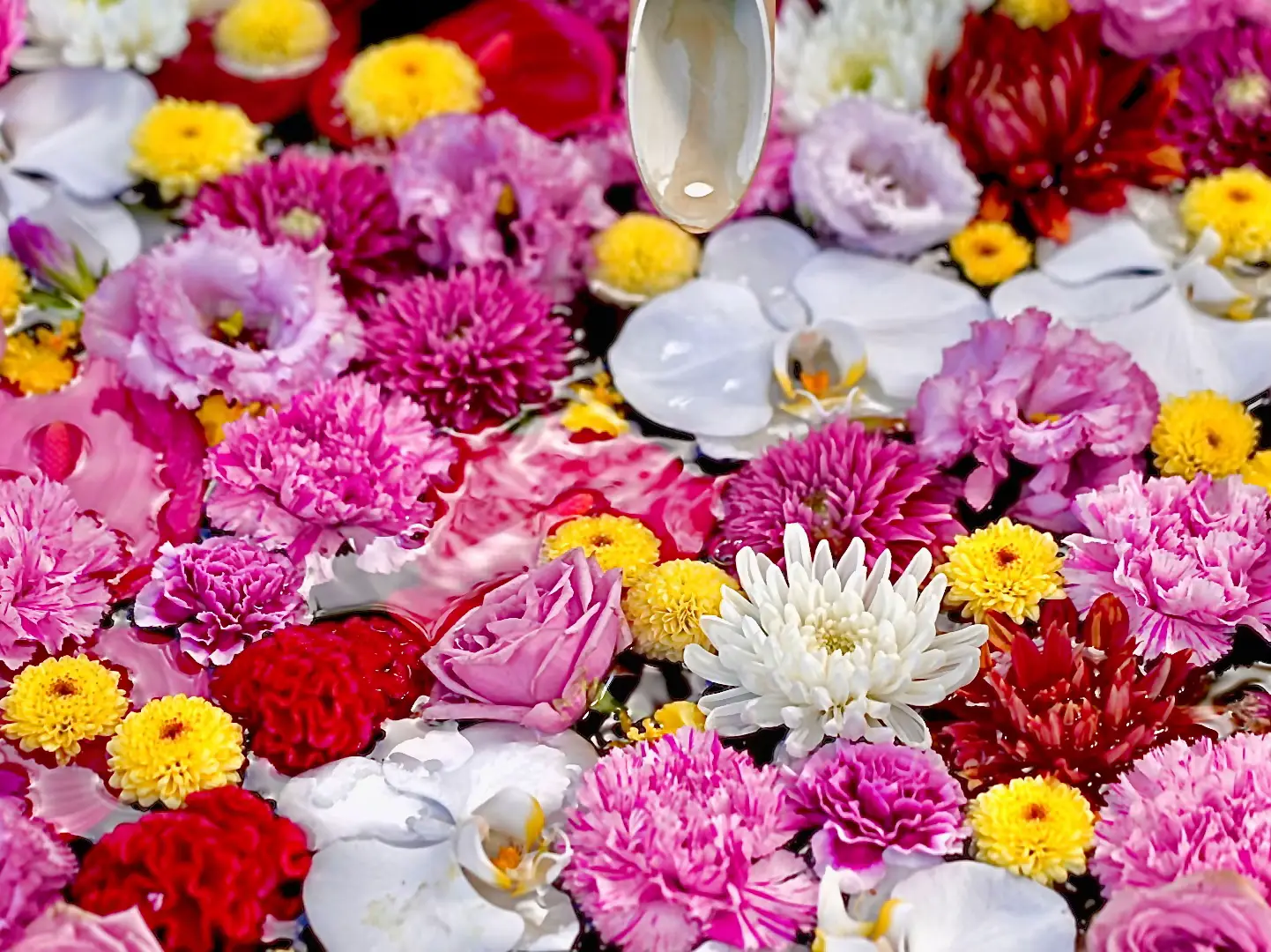 高槻市 浄誓寺 花手水💐 | kyoto_kenが投稿したフォトブック | Lemon8