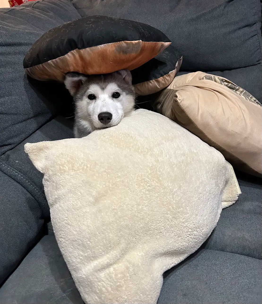 tae taeがコンテンツを投稿しました。確認しましょう！ | tae taeが投稿したフォトブック | Lemon8