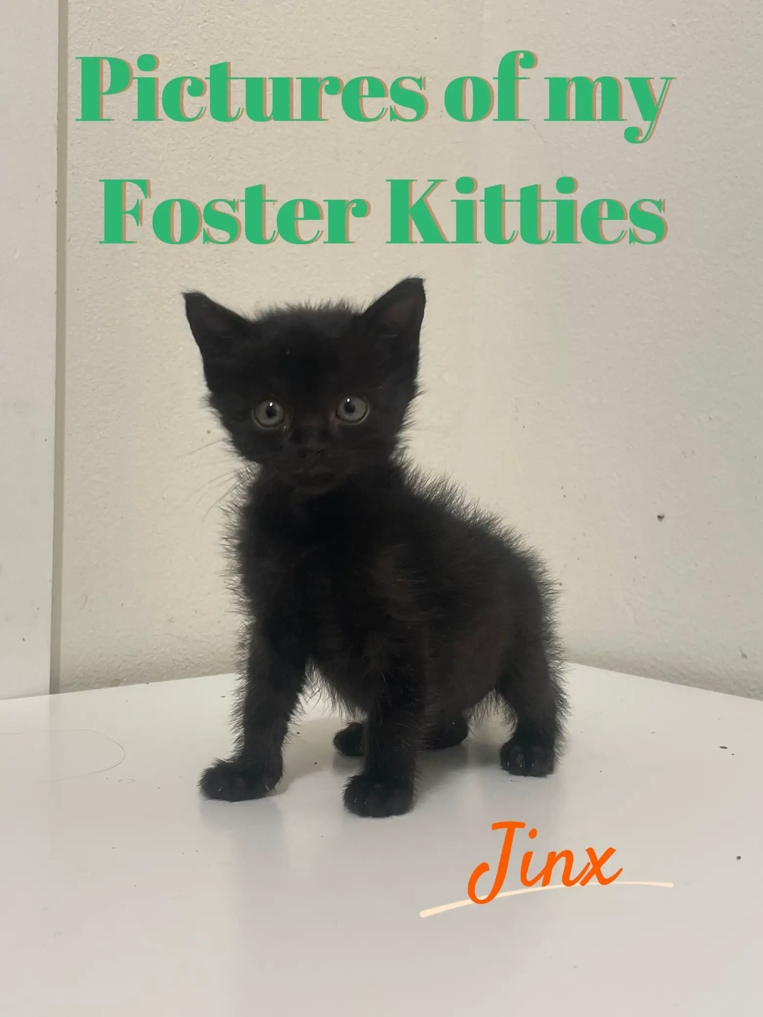 Pictures of my Foster Kitties | Gallery posted by faithy | Lemon8