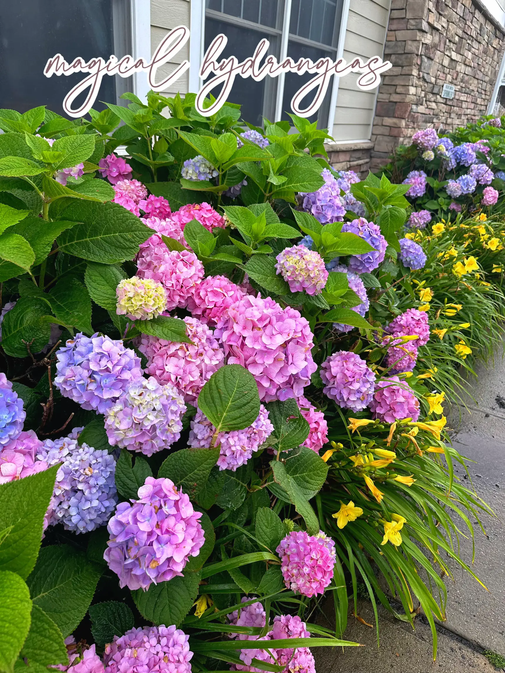 magical hydrangeas 🍭🍬🍭 | Gallery posted by alexandria | Lemon8