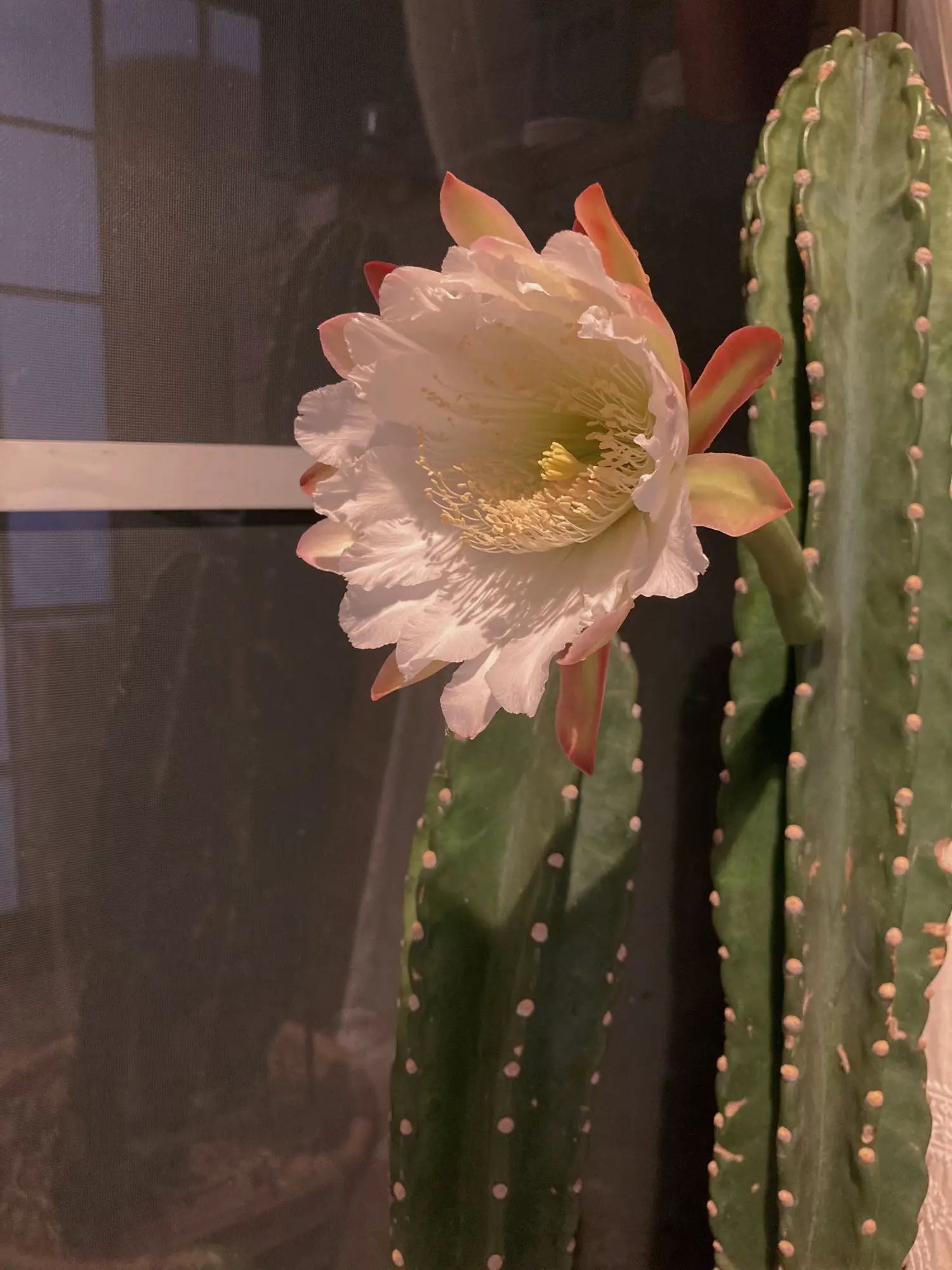 さっきまで、蕾だぅたのに！今、気がついたら、咲いてました ️ ️ ️ | Galeri disiarkan oleh yuko_mandolin | Lemon8