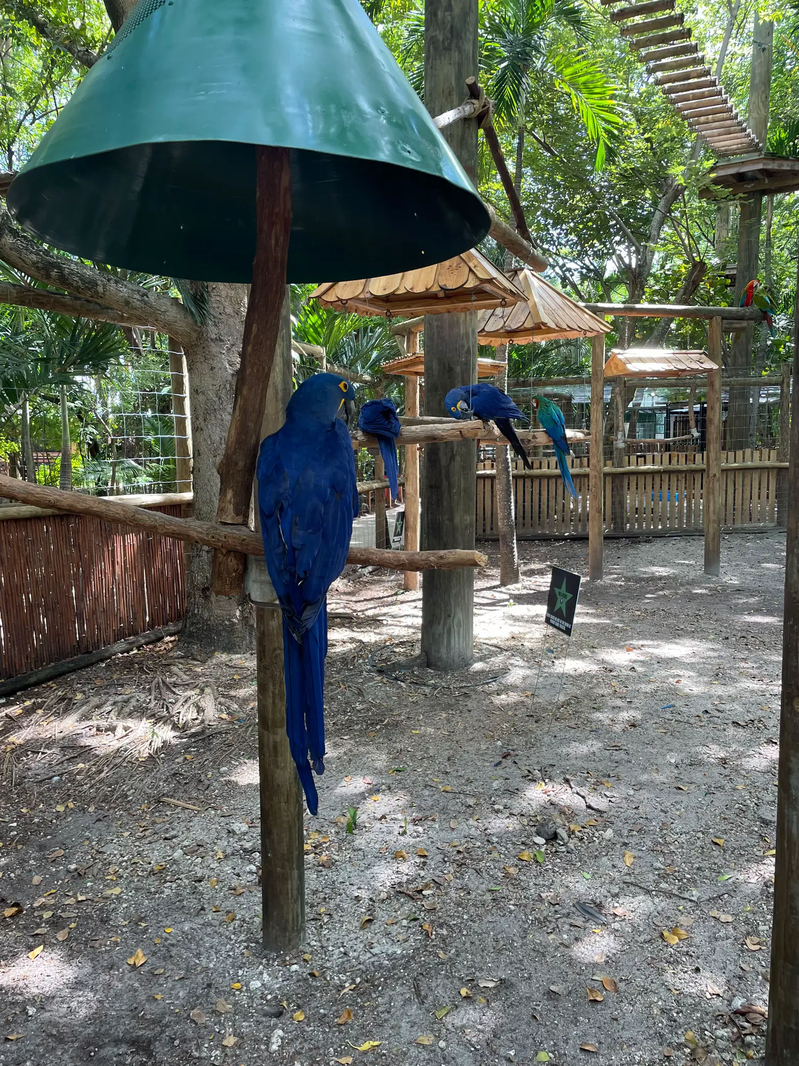 Jungle island 🐢 | Gallery posted by Yume | Lemon8