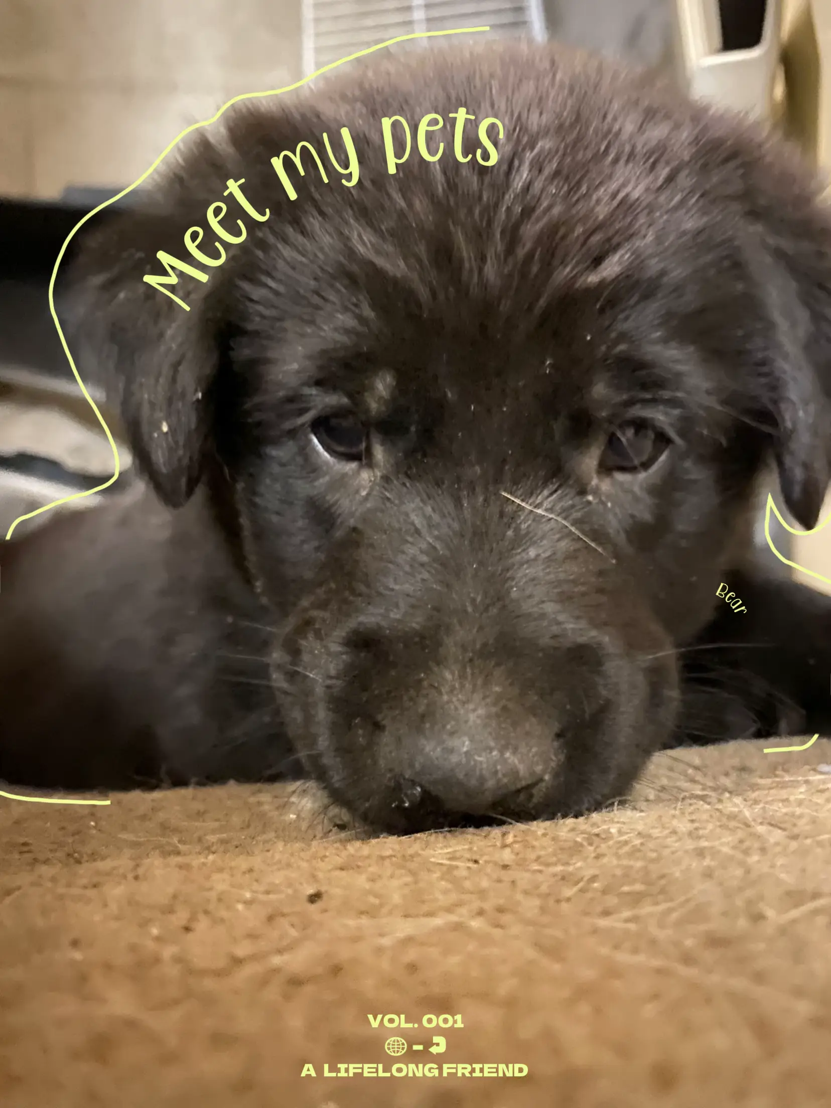 Meet my pets | Gallery posted by Sumerian | Lemon8