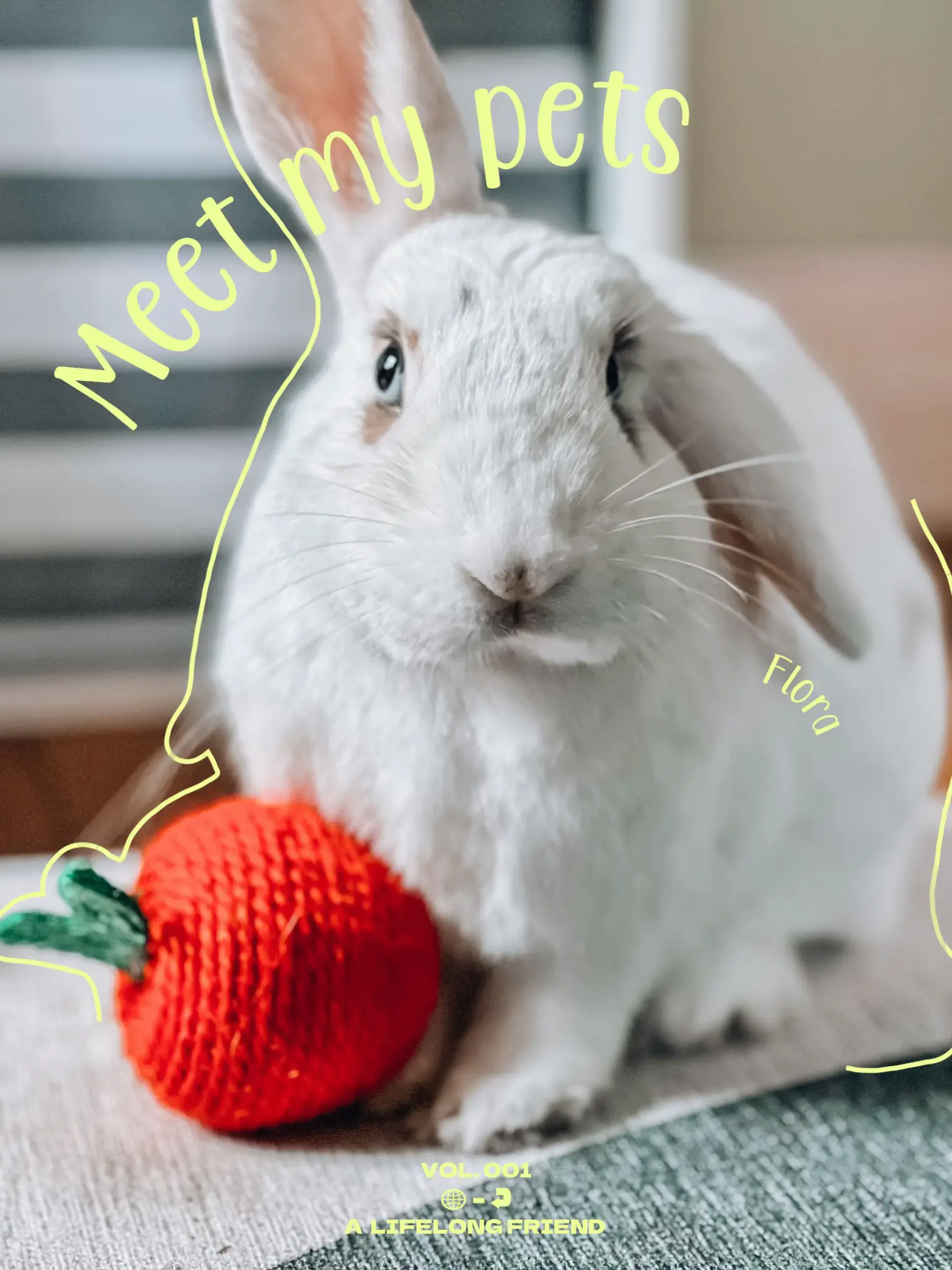 Meet my pets | Gallery posted by Nerdy.Pixels | Lemon8