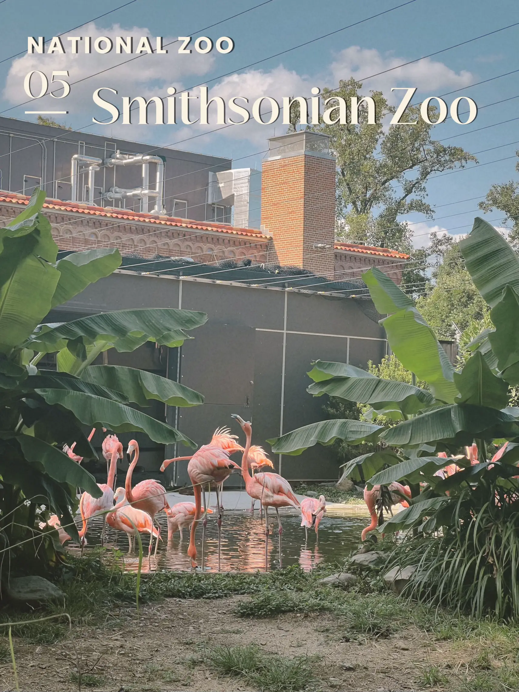 Mini Guide to Washington DC 🏛️ | Gallery posted by 𝓡. | Lemon8