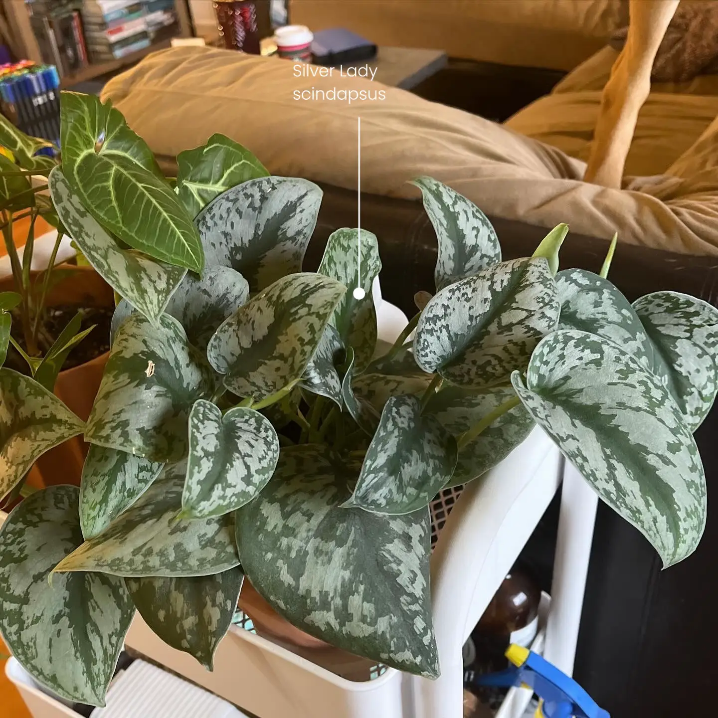 My current favorite plants | Gallery posted by kat tor | Lemon8