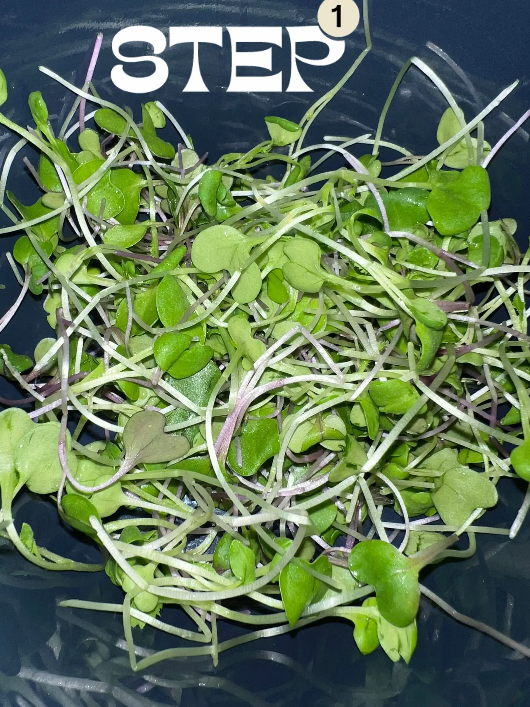 Microgreen Salad | Gallery posted by Alexis Effertz | Lemon8