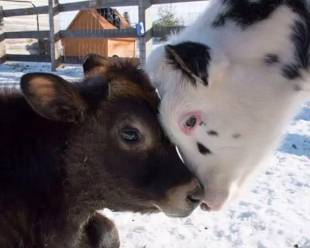 Cow Pics from Pinterest 📌 | แกลเลอรีที่โพสต์โดย kxxxa | Lemon8