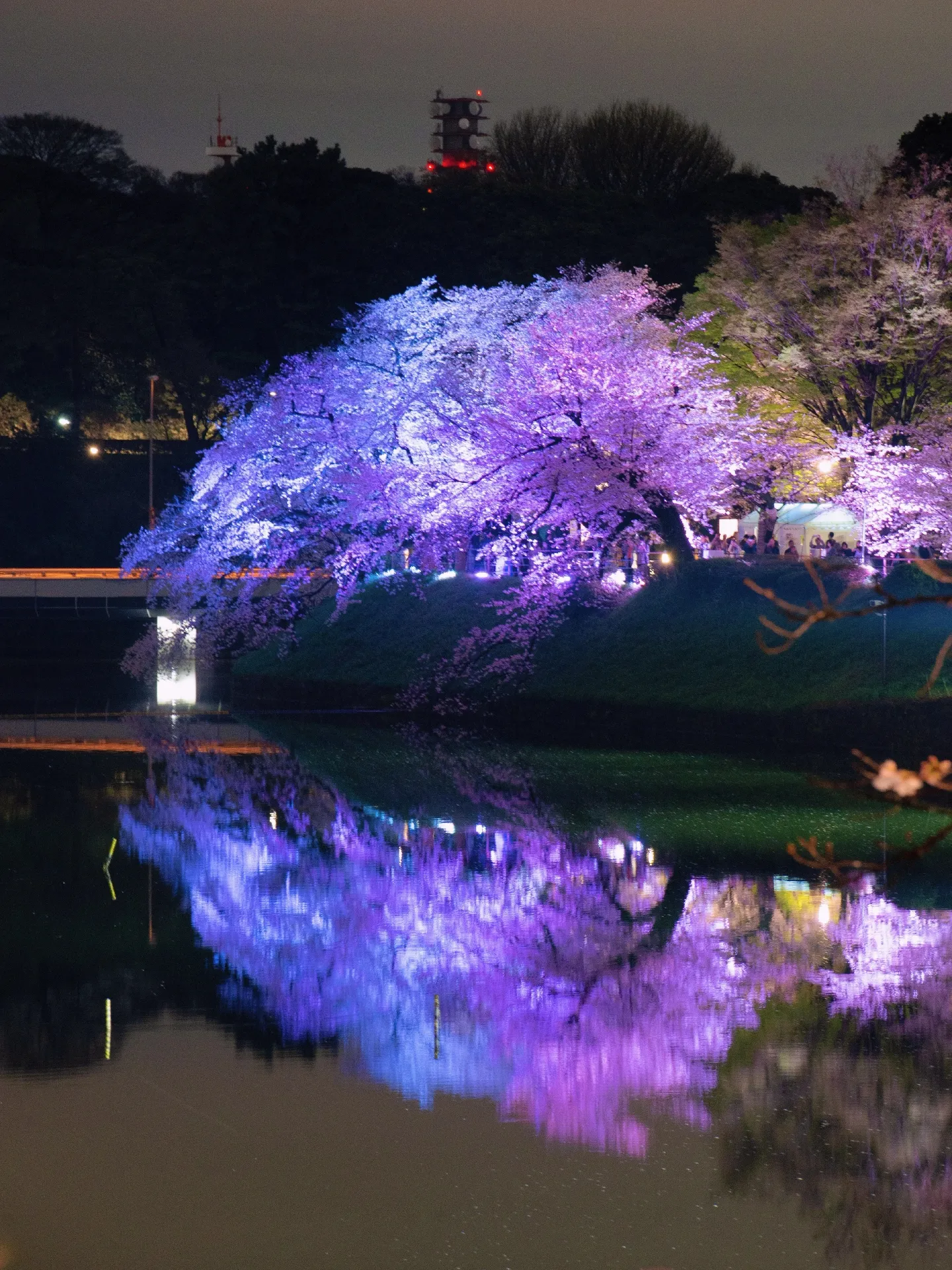 Sakura has become a heart!! | Gallery posted by Ken | Lemon8