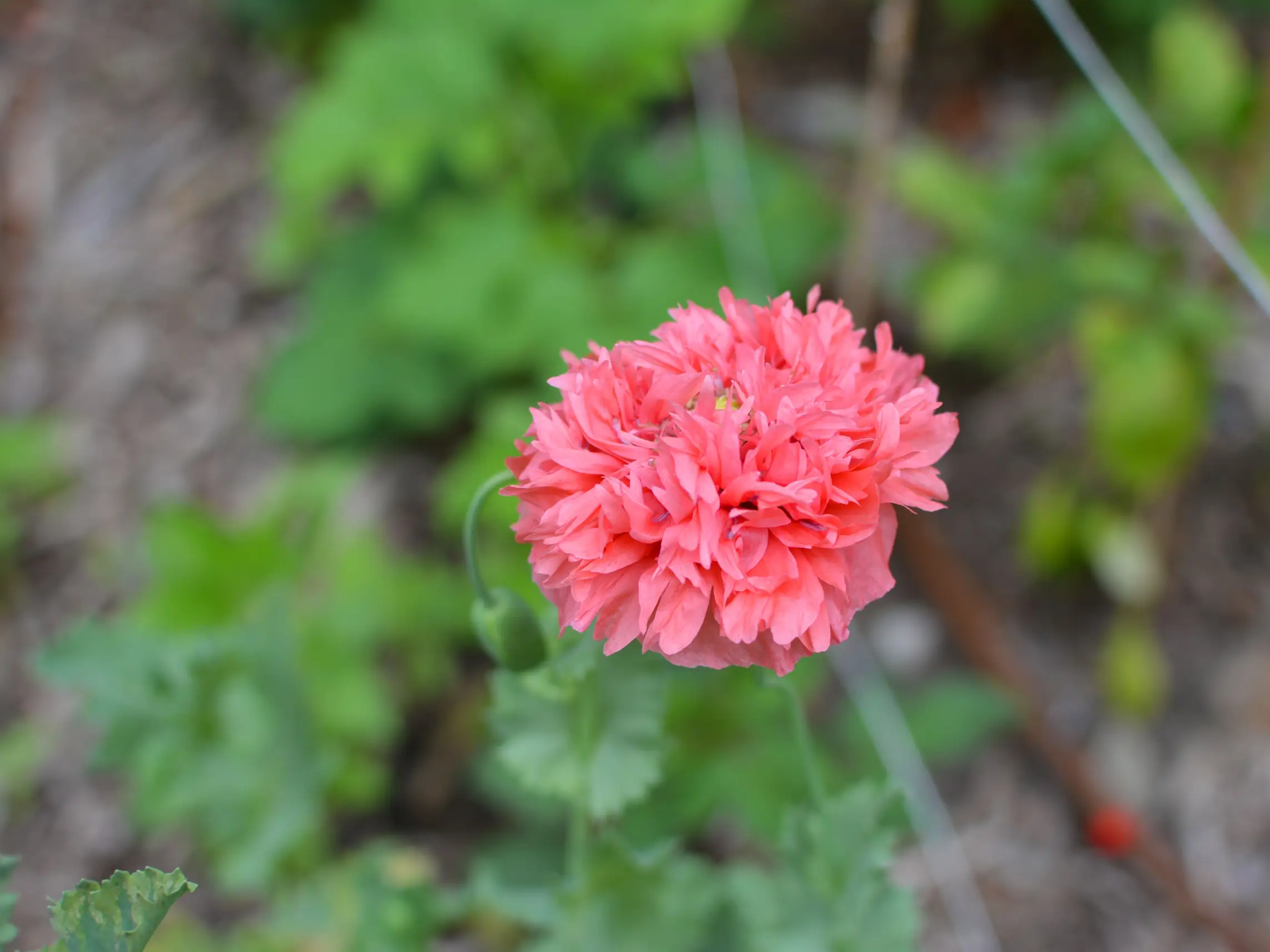 Gorgeous Salmon colored Poppy bloom | Gallery posted by ThriftedPlanter ...