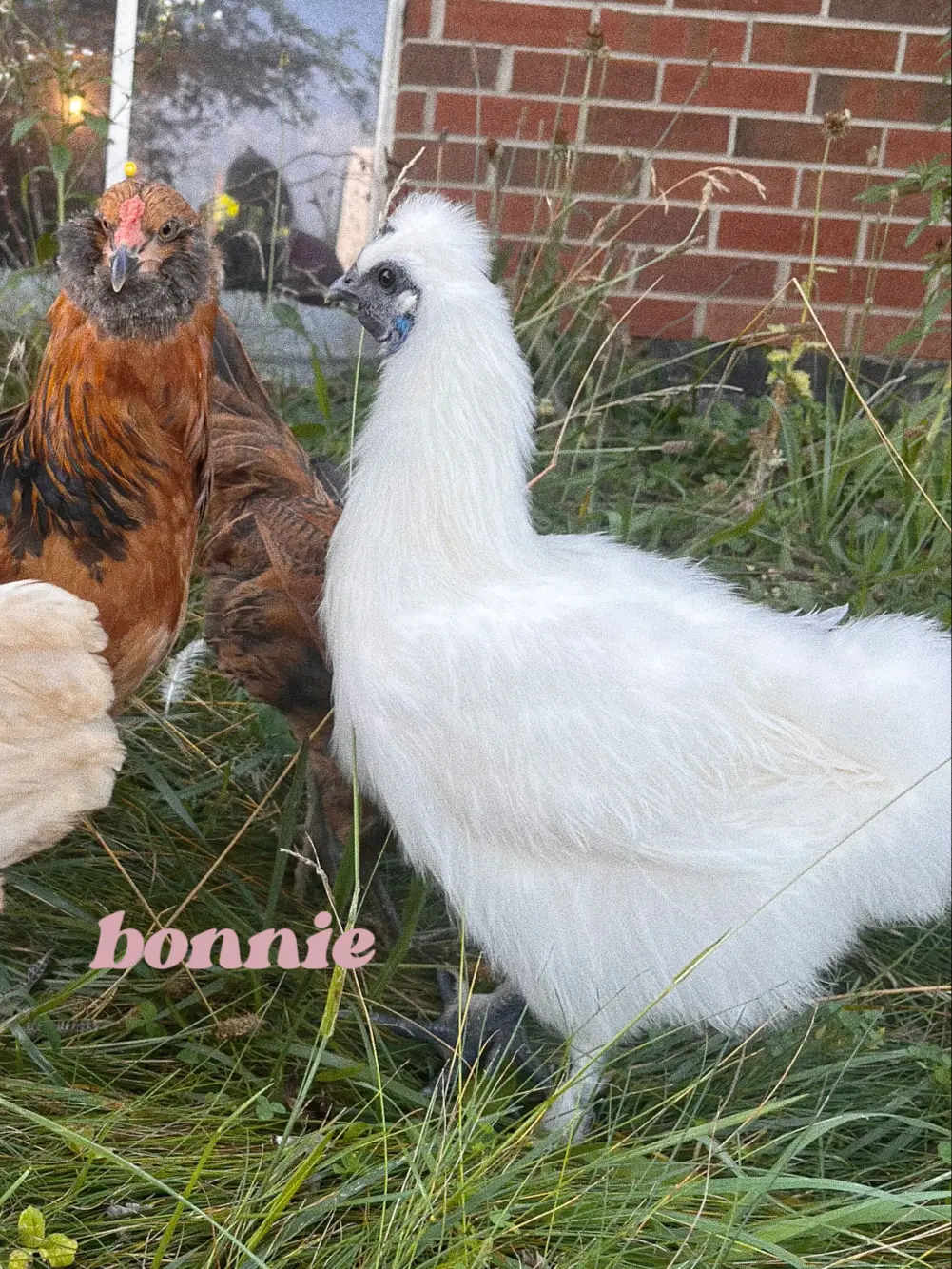 chicks then vs. now pt. 2 | Gallery posted by Ariel Rodgers | Lemon8