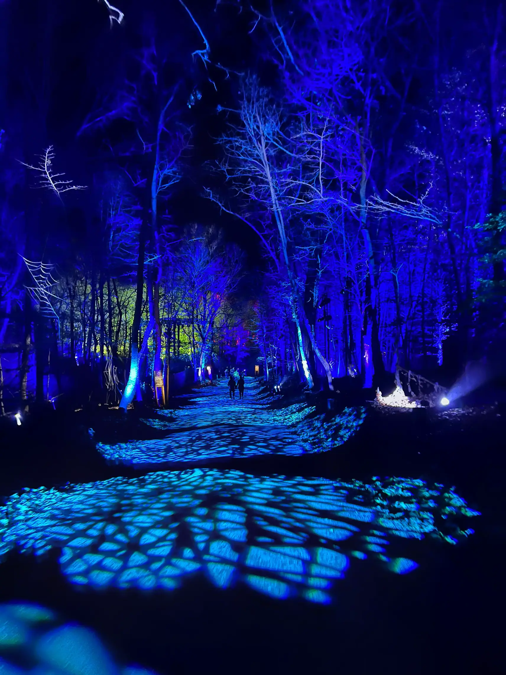 Harry Potter Forbidden Forest | Gallery posted by Samantha 🌻 | Lemon8