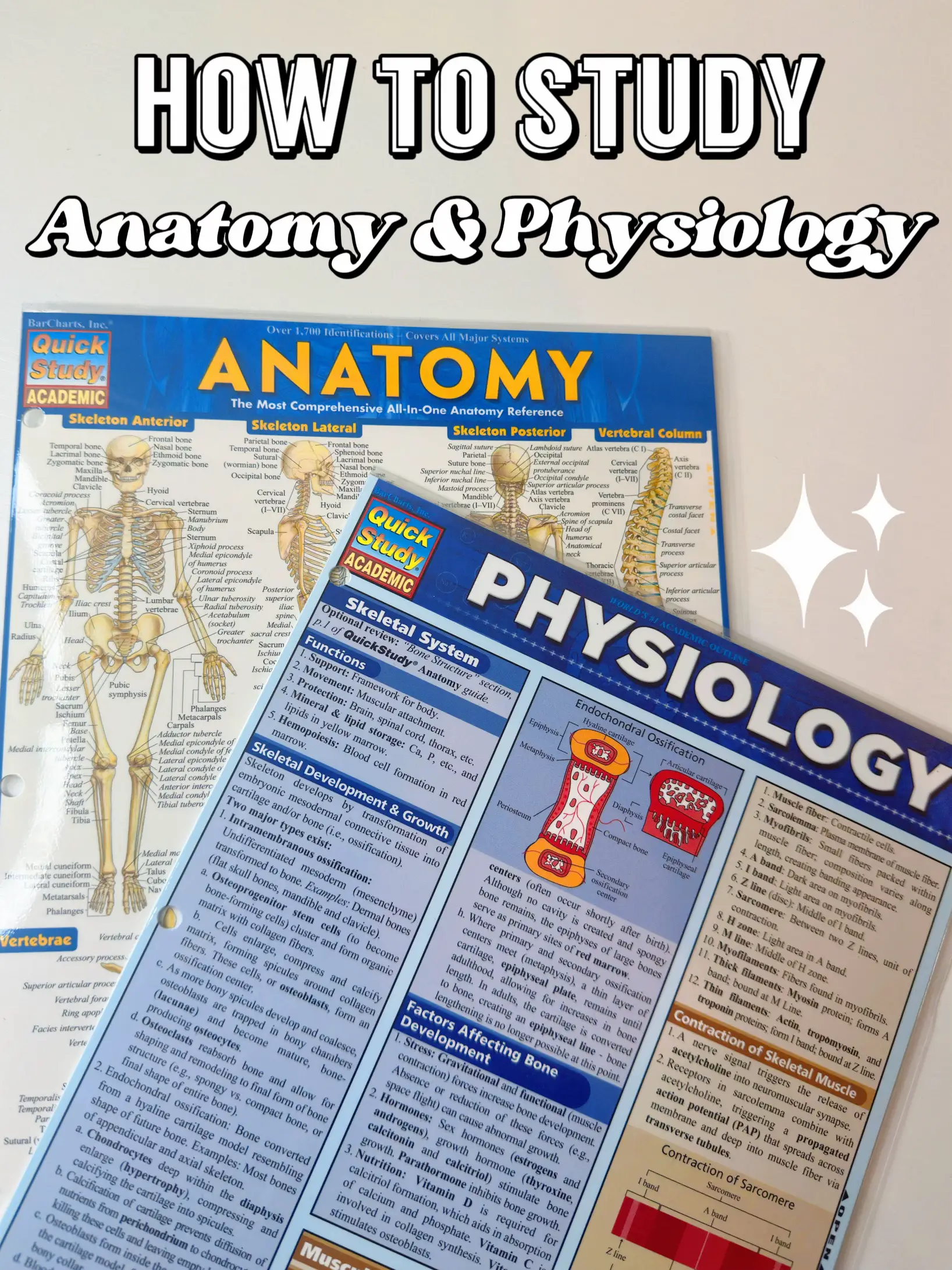 Study Methods That Got Me an A in A&P 🤓 | Gallery posted by Alexis | Lemon8