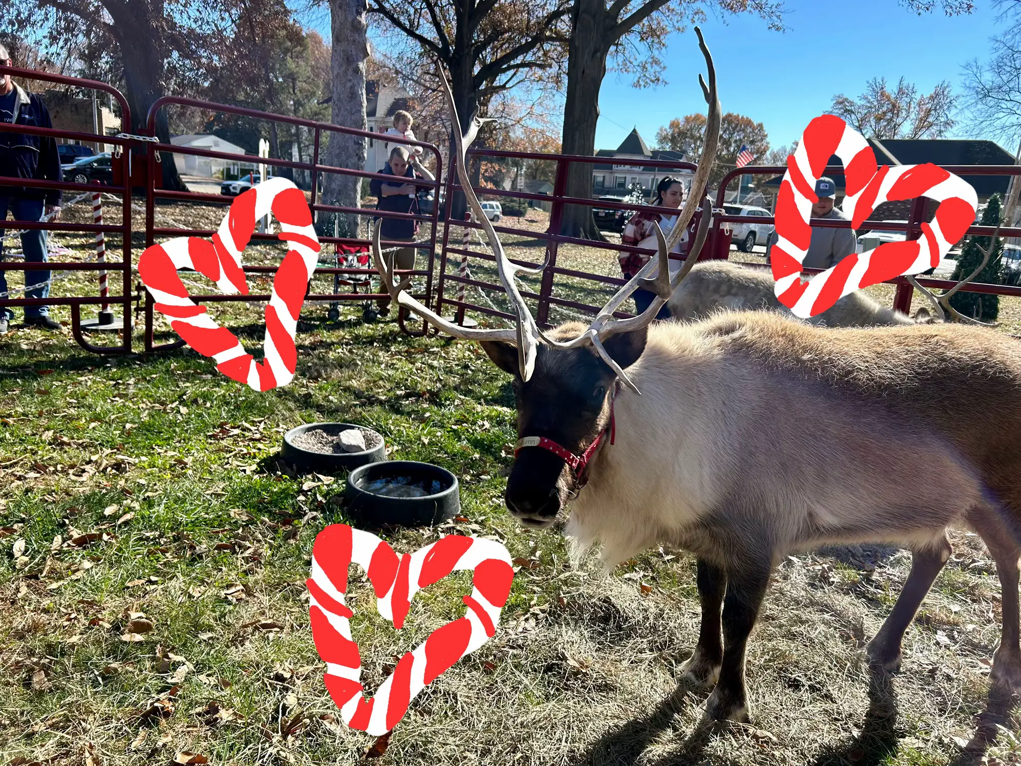 I went to a reindeer farm today!!!! | Gallery posted by 🫨 Emma 🫨 | Lemon8