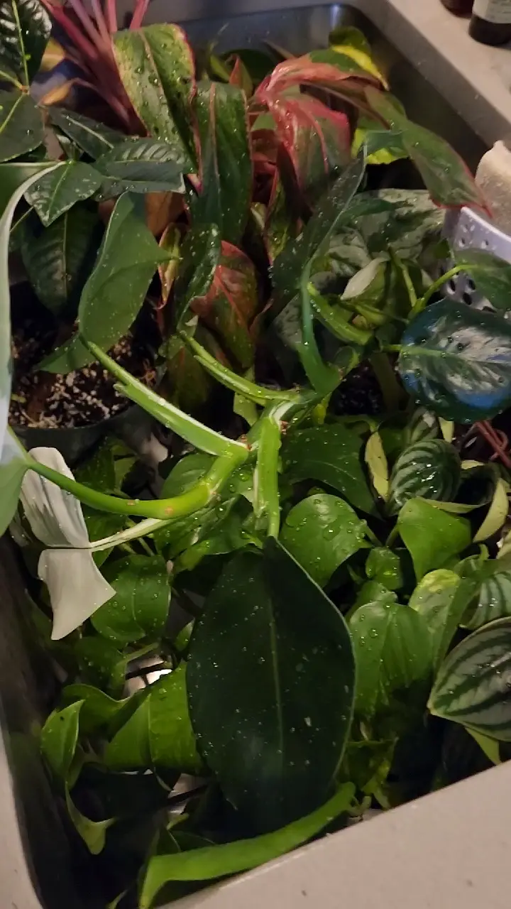 Plant life | วิดีโอที่เผยแพร่โดย Iris Walks | Lemon8