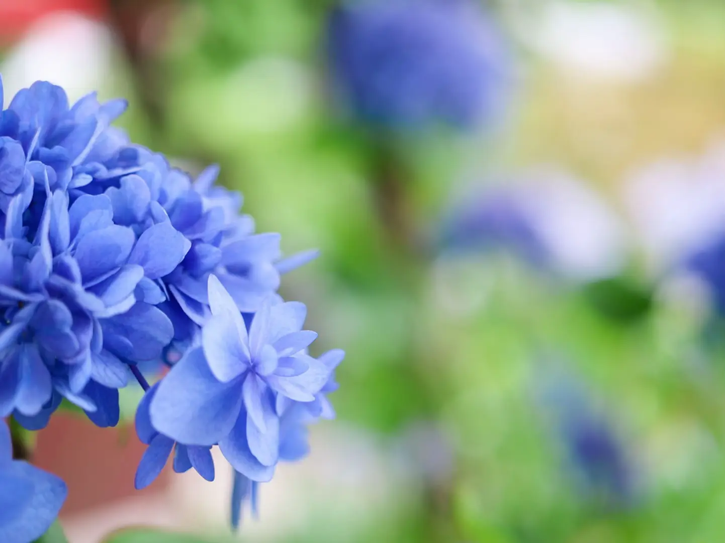 Shining spot 】 A temple in Tokyo that you want to go many times with a ...