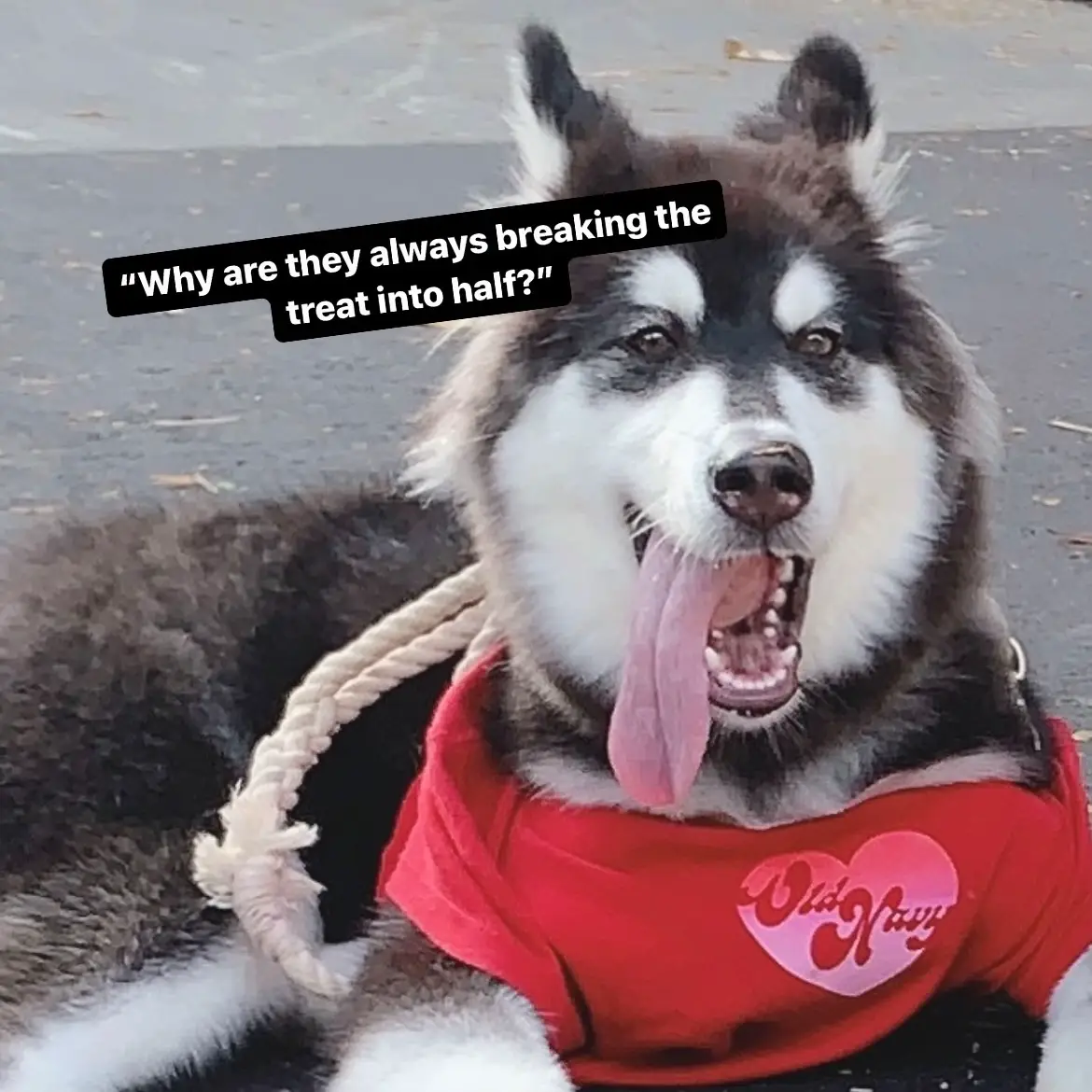 PET MEMES | #DogMath101 | Gallery posted by Oolong | Lemon8