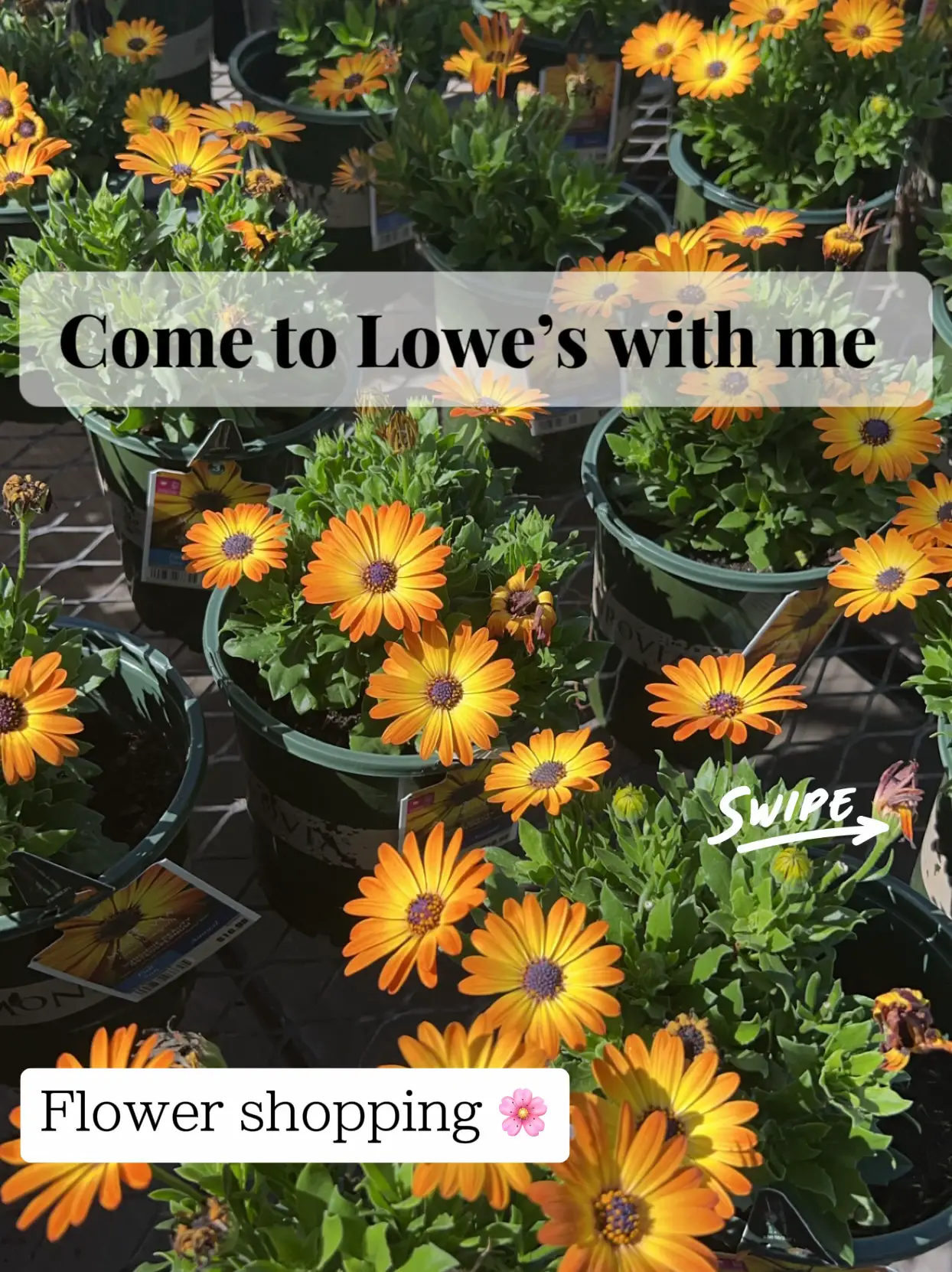 Come to Lowe’s with me | Gallery posted by Krysha | Lemon8