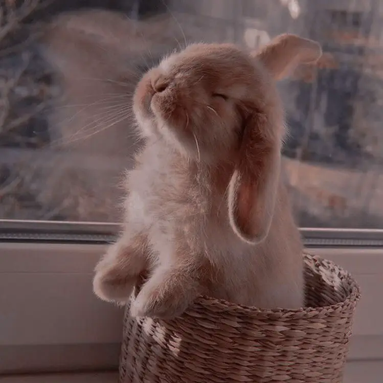 Cute rabbit photos for your pfp!! | Gallery posted by that one rando🧀 ...