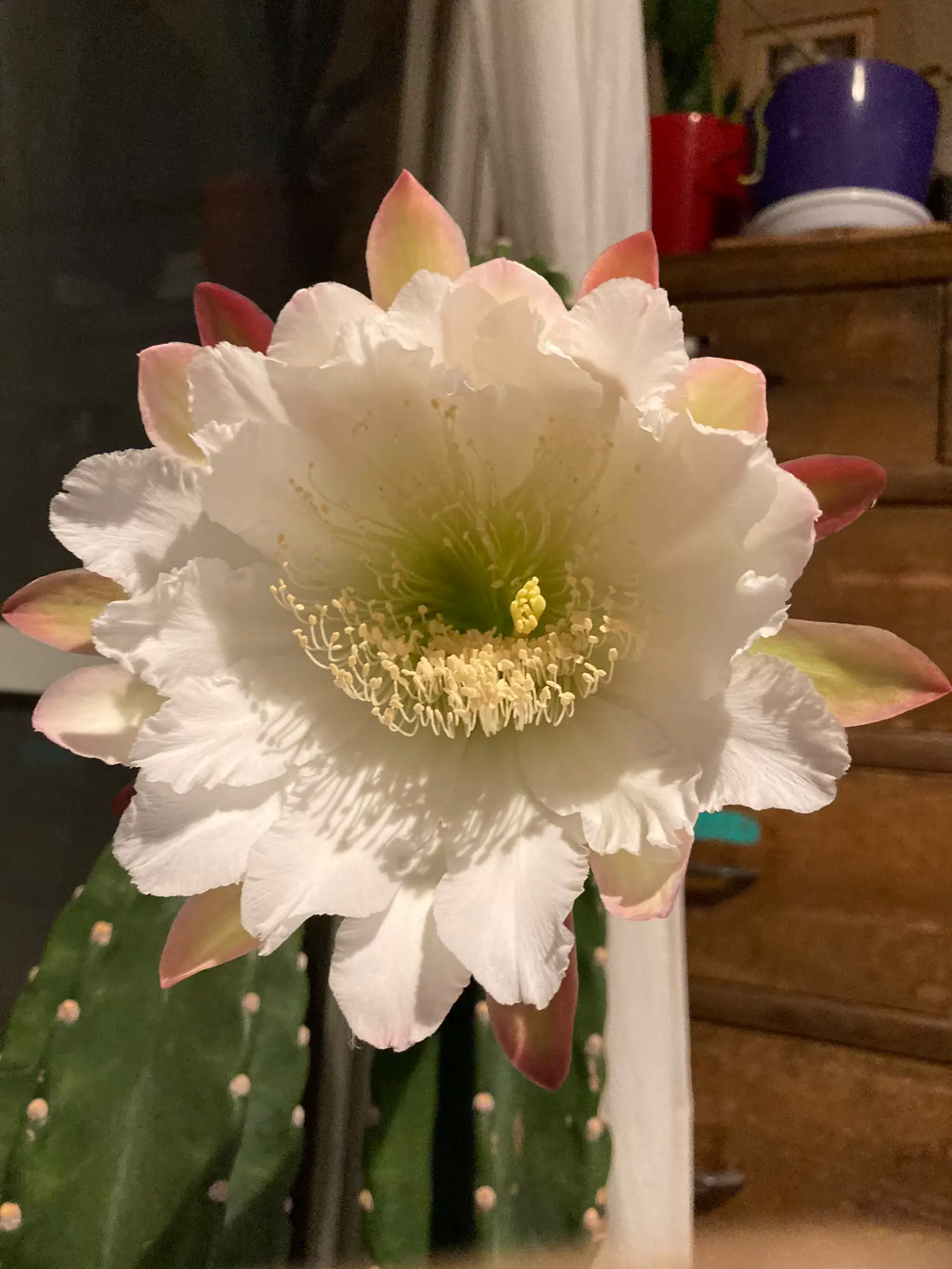 さっきまで、蕾だぅたのに！今、気がついたら、咲いてました ️ ️ ️ | Galeri disiarkan oleh yuko_mandolin | Lemon8