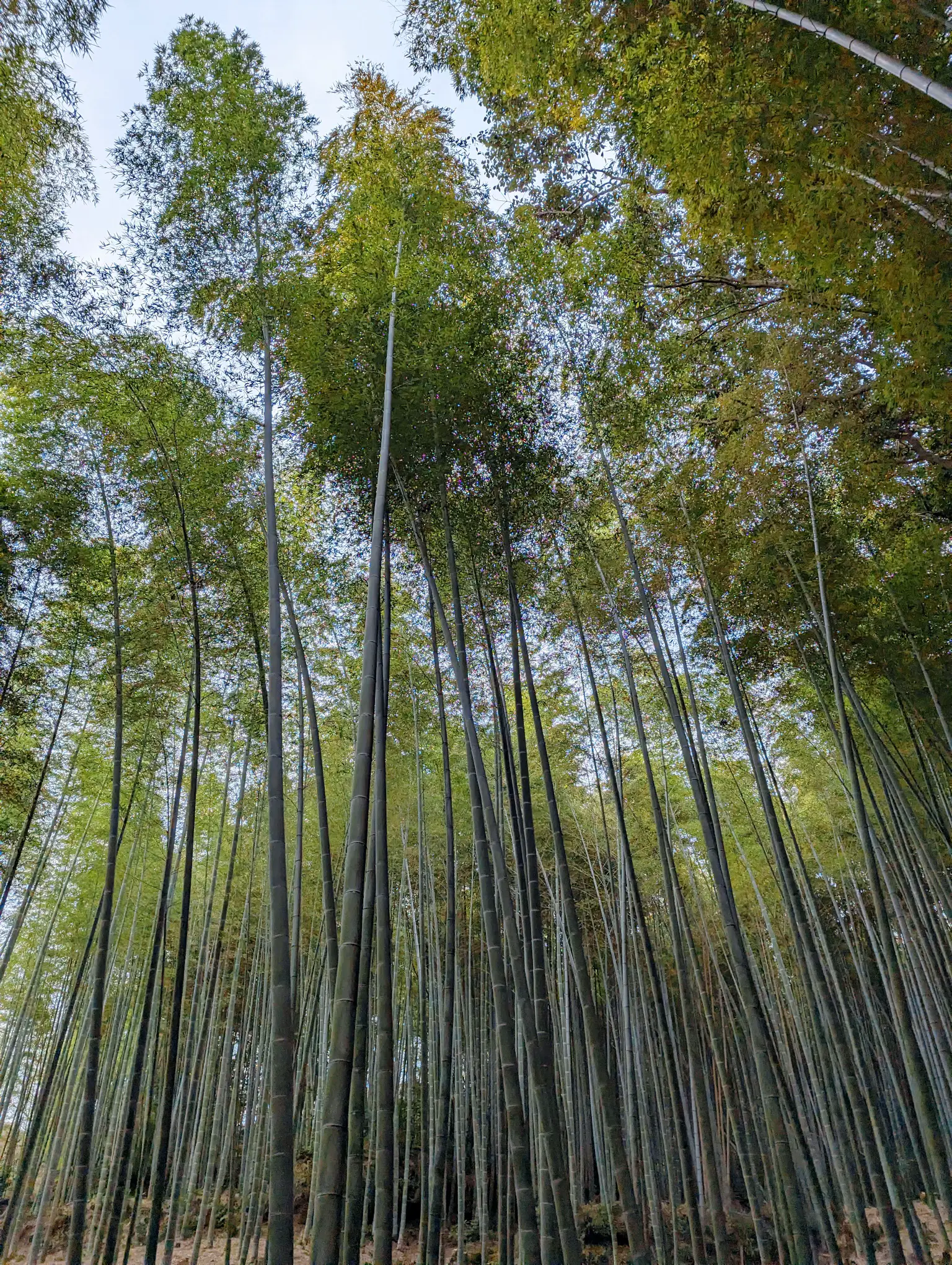 robertocolquiがコンテンツを投稿しました。確認し | BCJ Roberto が投稿したフォトブック | Lemon8