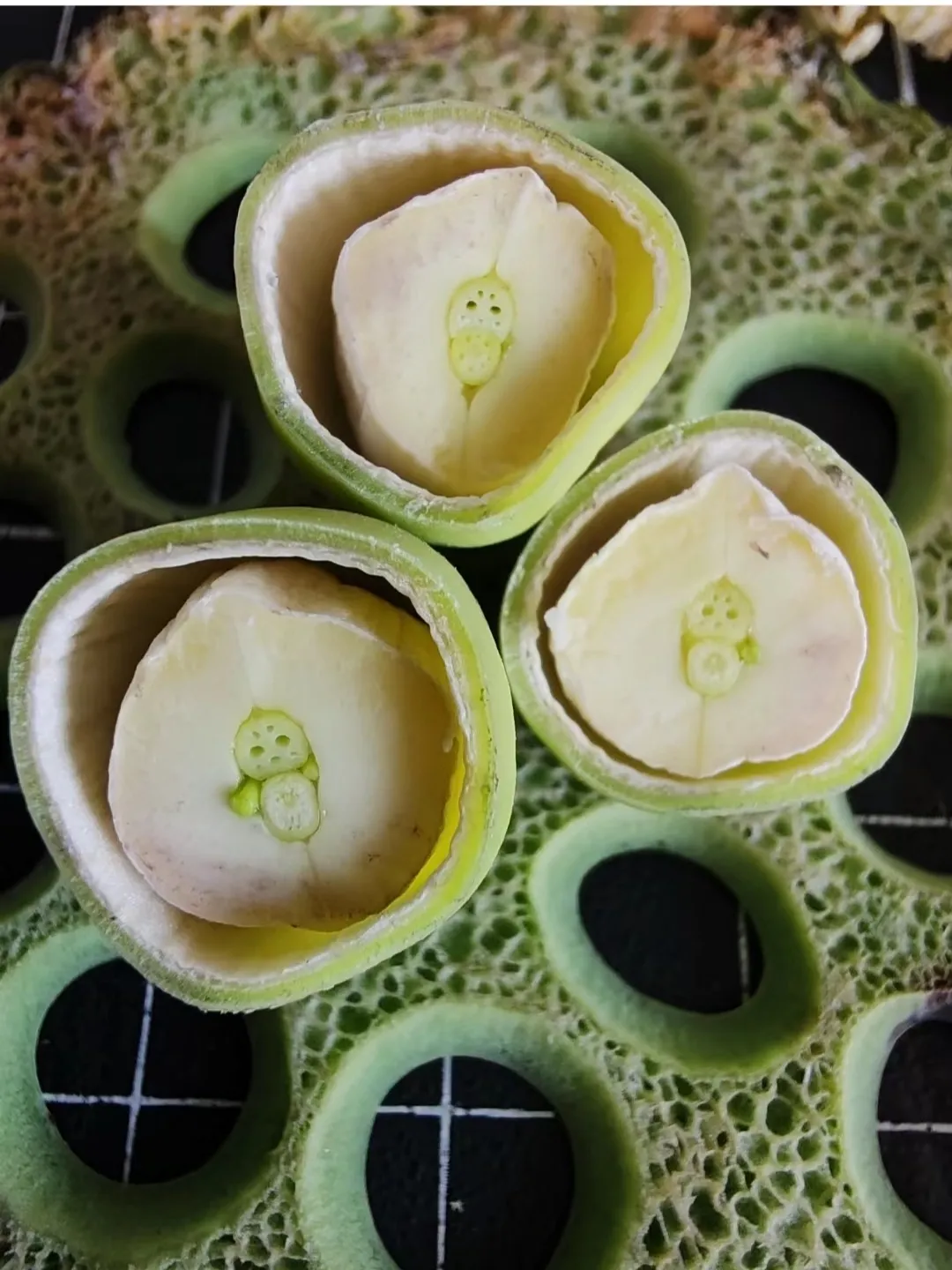 Lotus Root Dolls Hidden In Lotus Seeds! | Gallery posted by lilfennie | Lemon8