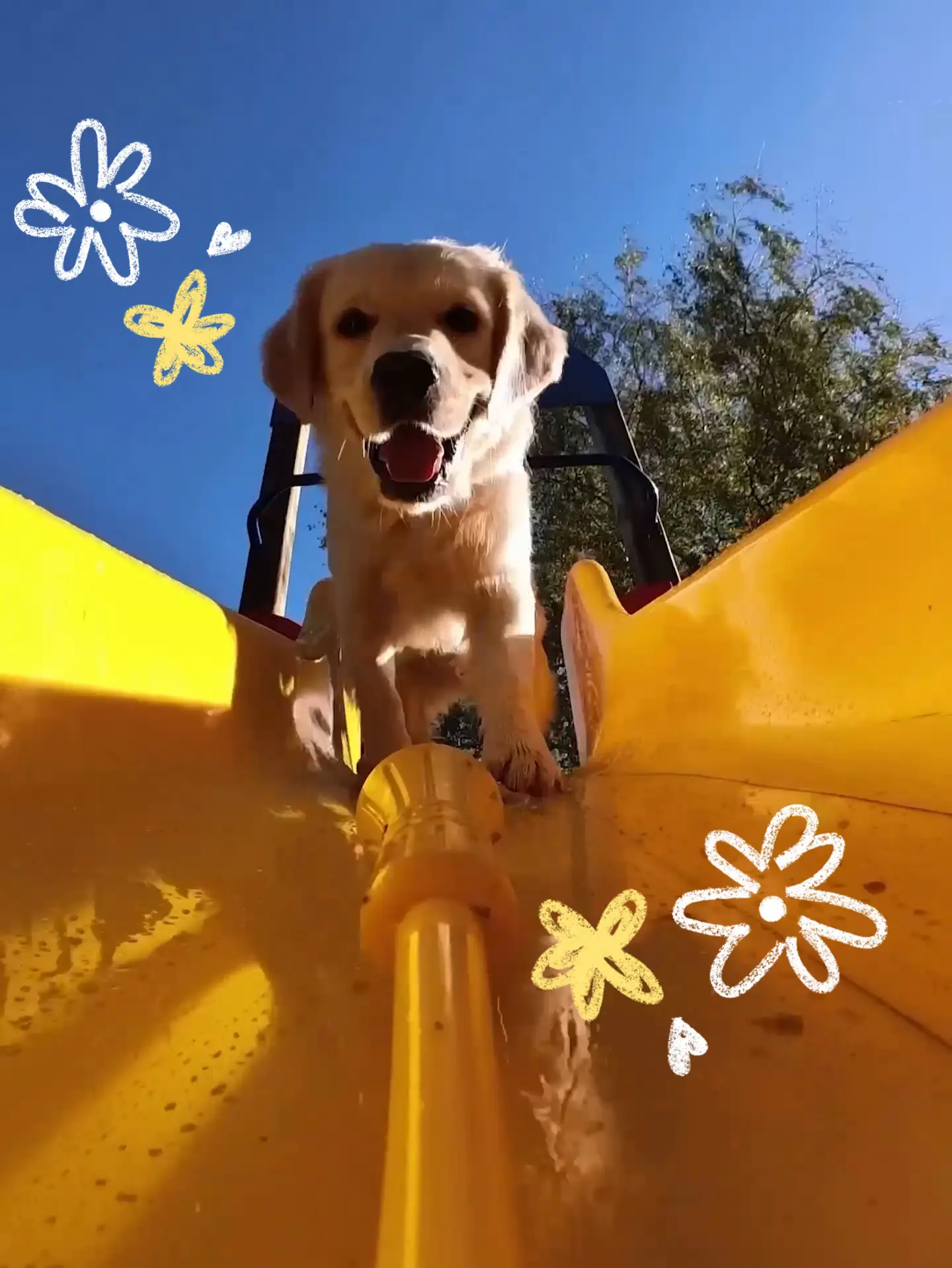 Fun for you. More fun for your dog. | Video published by Insta360 | Lemon8