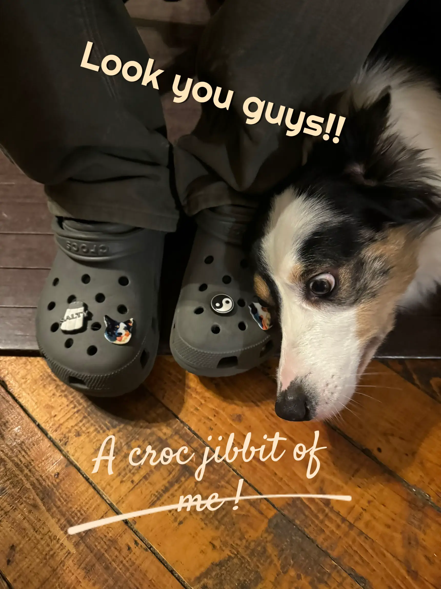 Look you guys!! | Gallery posted by Cora&Cooper | Lemon8