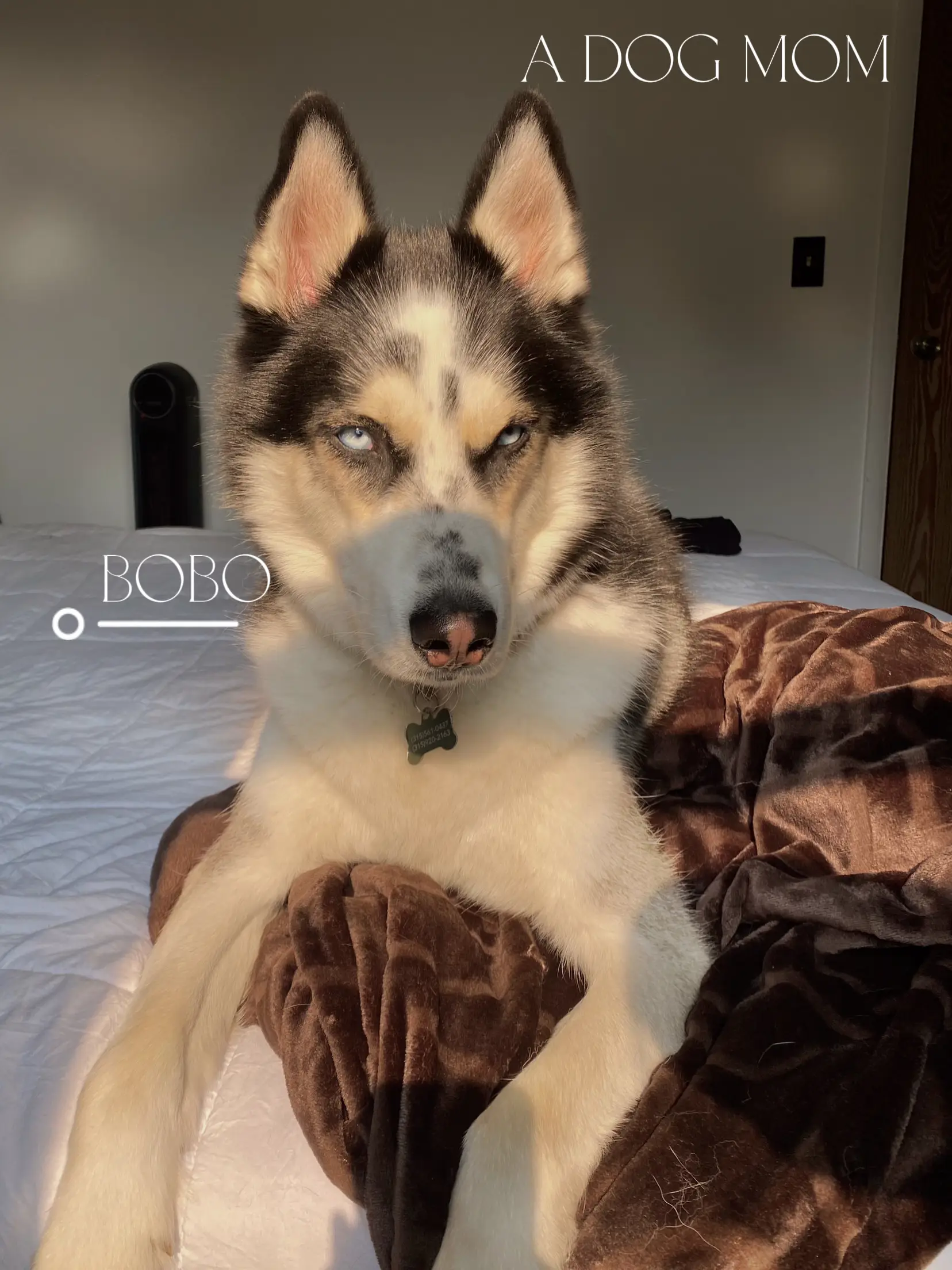 HI I’M ALLIE🤍 | Gallery posted by Aalliewilliams | Lemon8