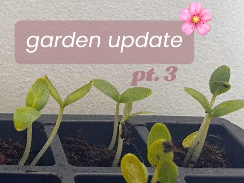 garden update pt. 3🌸 | Gallery posted by Ariel Rodgers | Lemon8