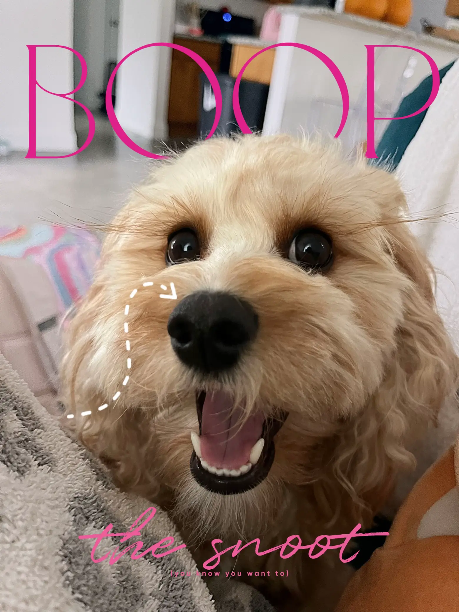 BOOP TINA’S SNOOT🐶🐾🦴 | Gallery posted by Emma Helton | Lemon8