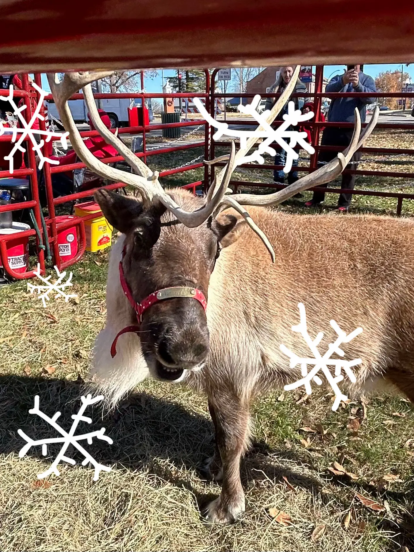 I went to a reindeer farm today!!!! | Gallery posted by 🫨 Emma 🫨 | Lemon8