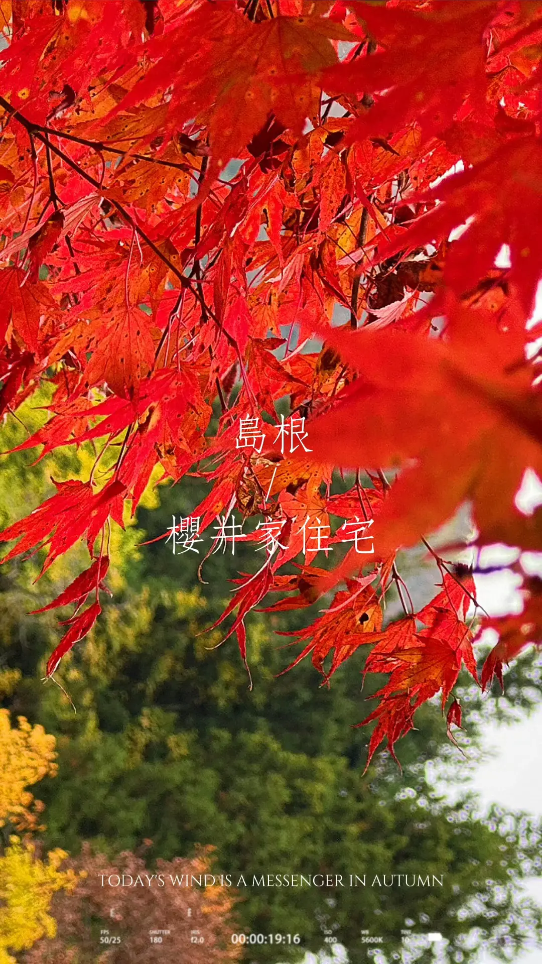 日本絕景 🍁🍁🍁 | 📍日本絕景@lemonCの投稿動画 | Lemon8