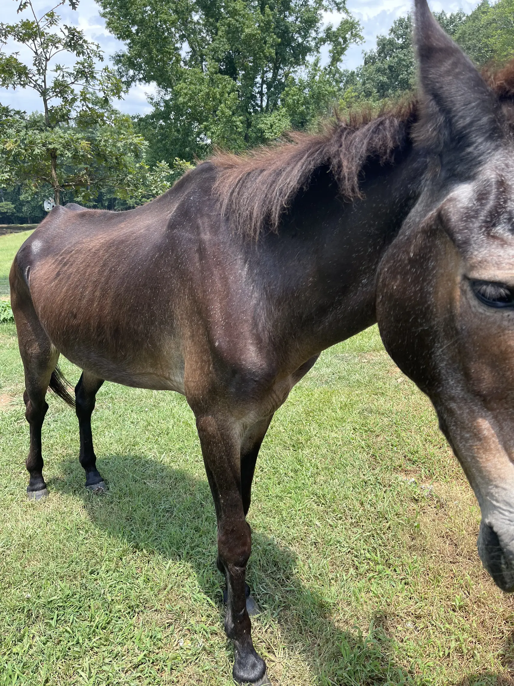 Meet Phoenix | Gallery posted by Lindsey Gregg | Lemon8