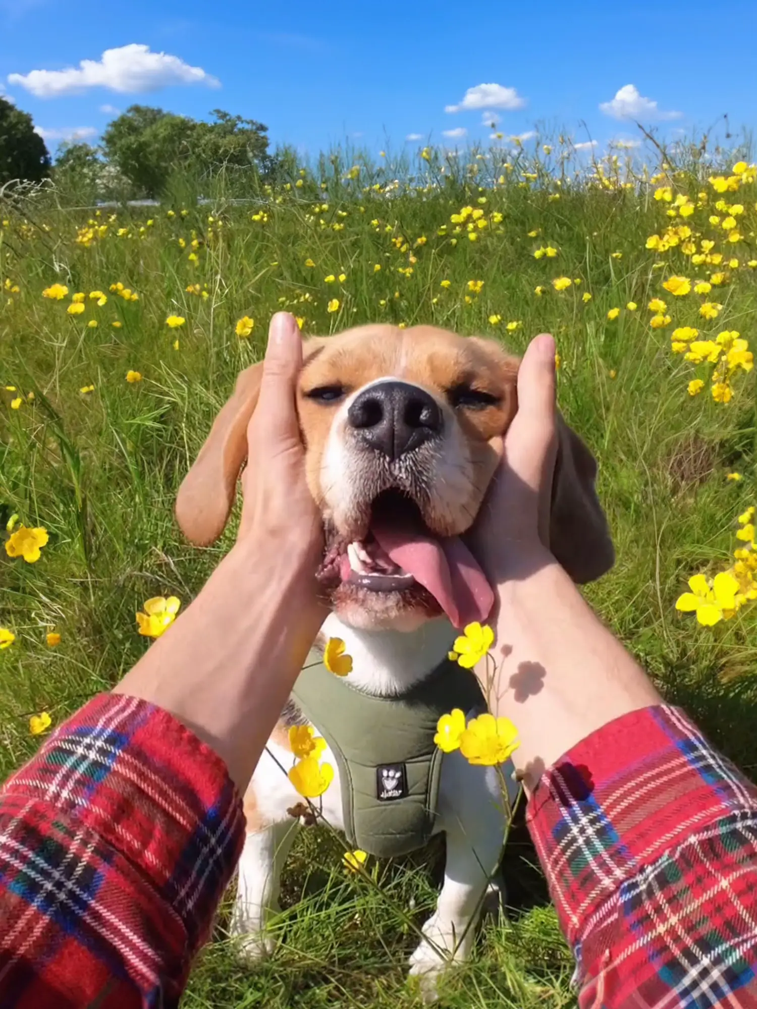Adorable Paw-spectives with My Tiny Action Cam 🥰 | Insta360 が投稿したフォトブック | Lemon8