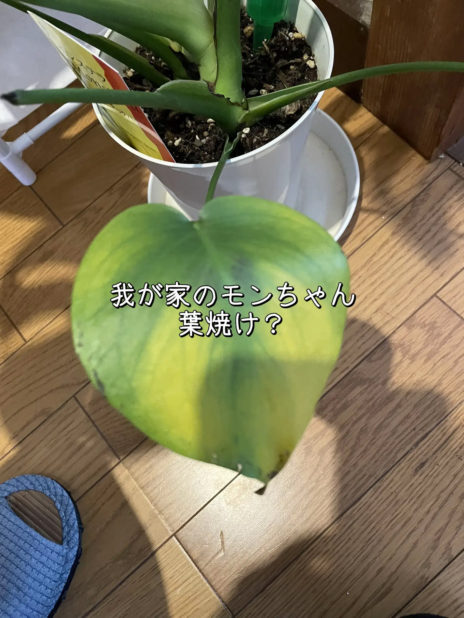 我が家のモンステラ葉焼け？ | ROKO MOCOが投稿したフォトブック | Lemon8