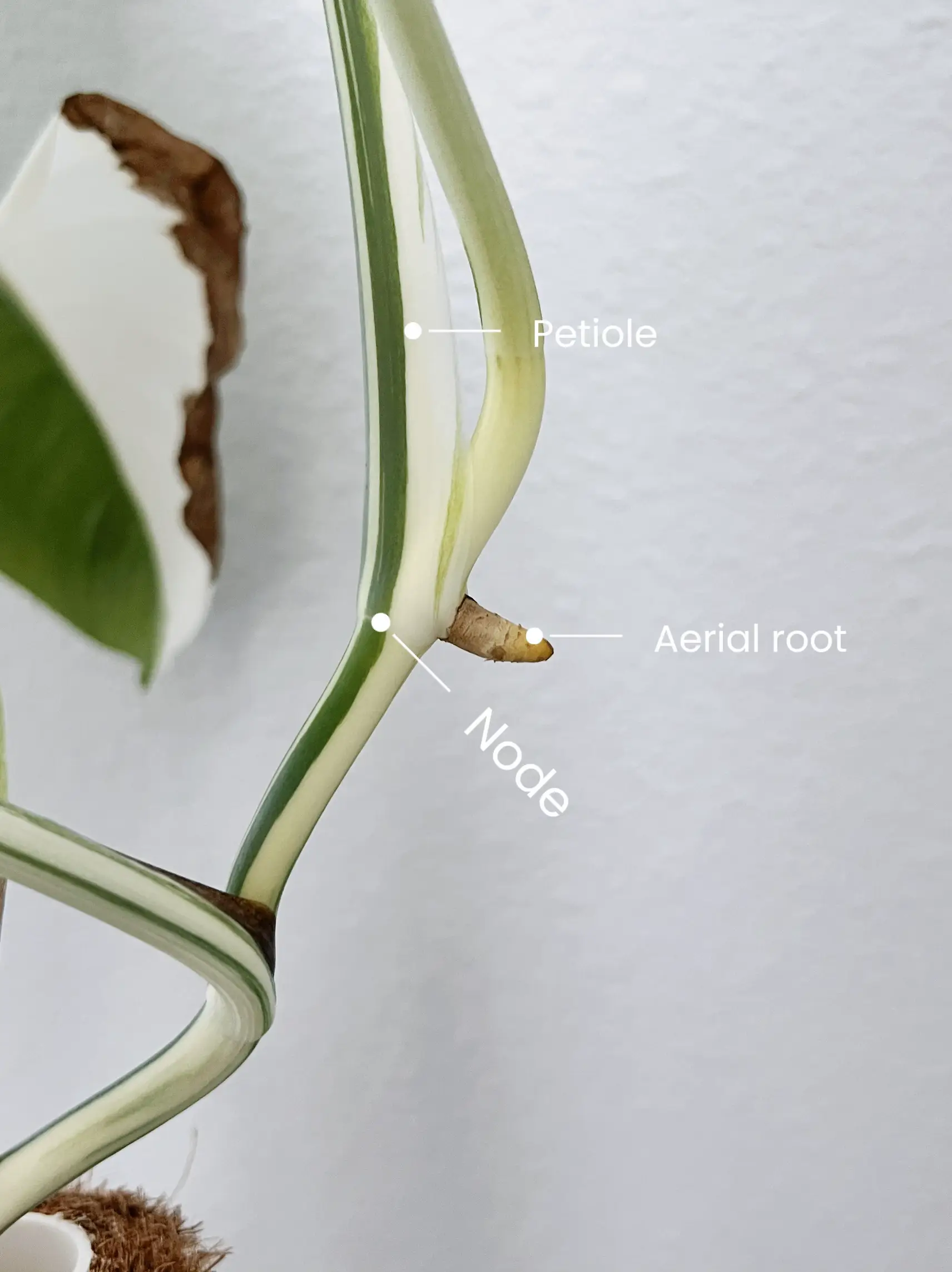 Monstera Variegated Albo | Gallery posted by Plant Lady | Lemon8