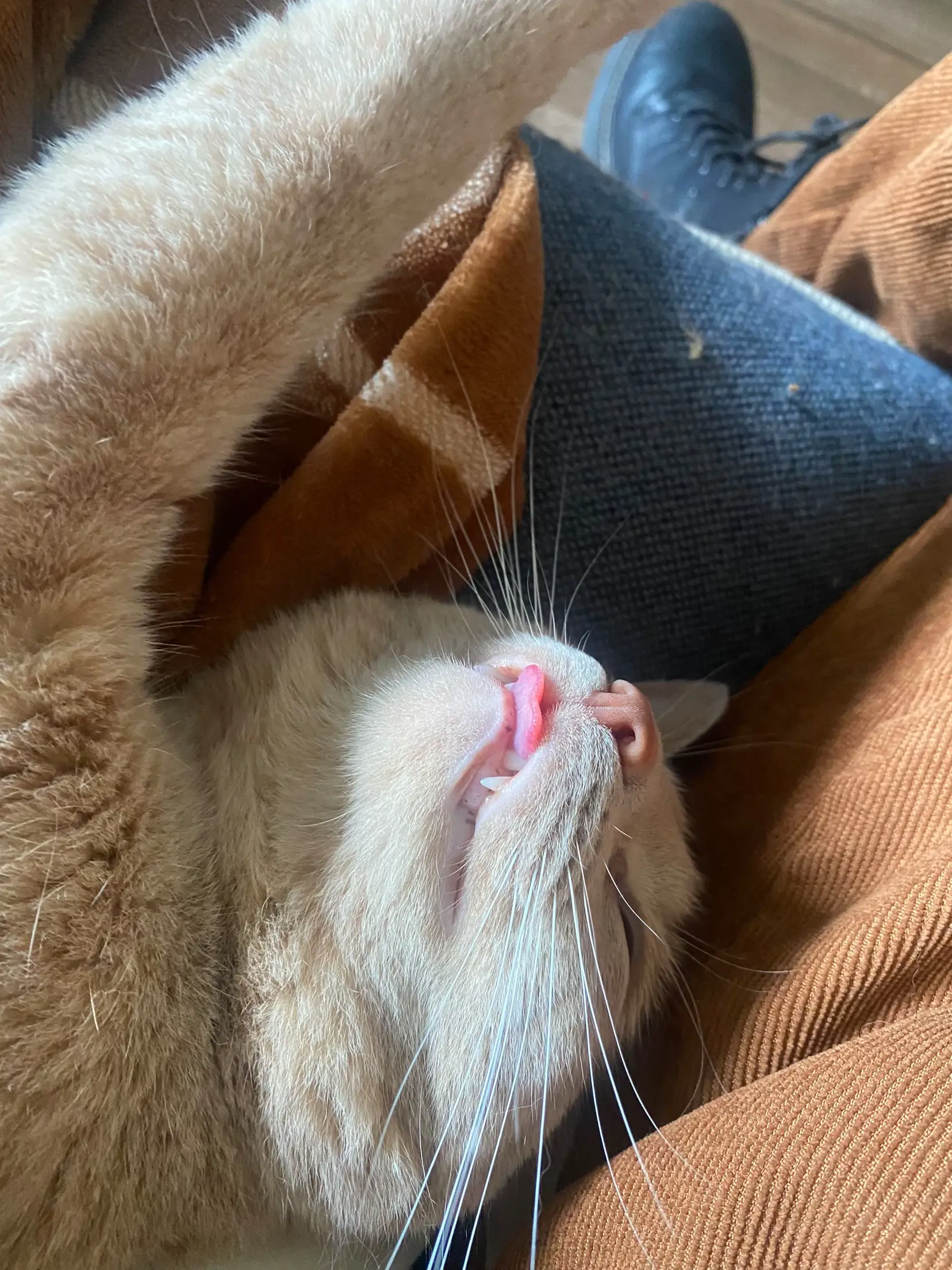 (insert smooth brain tiktok audio) | Gallery posted by ren | Lemon8